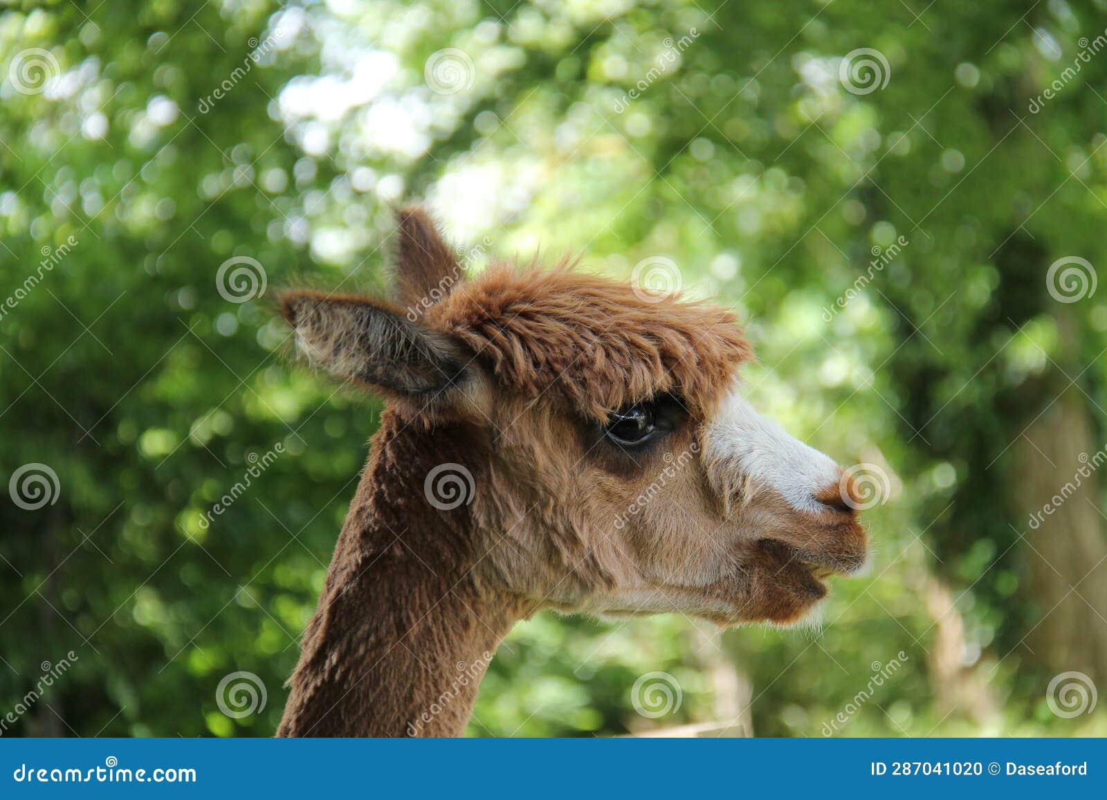 Adult Alpaca Animal. stock photo. Image of farm, wool - 287041020