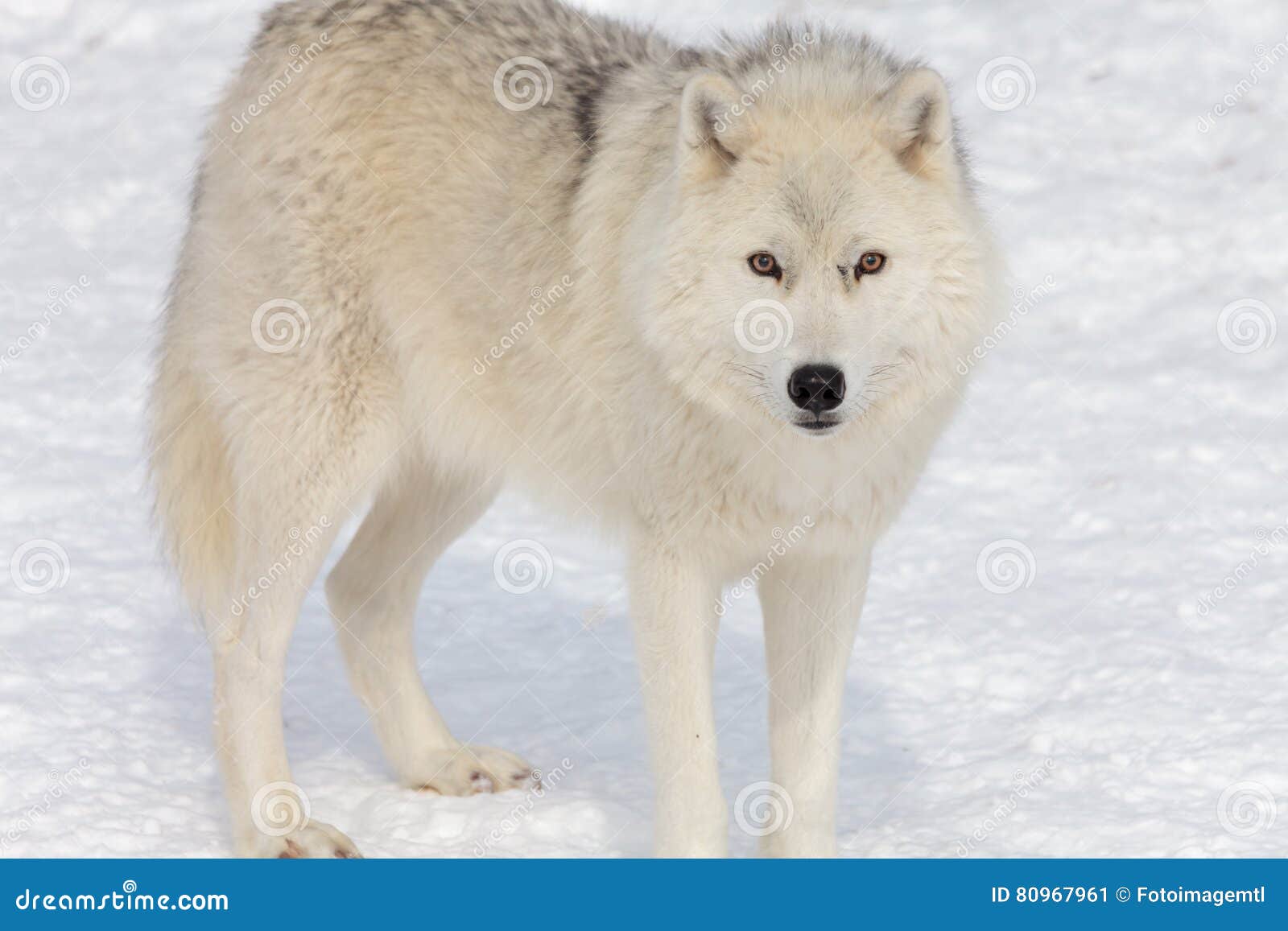 Adult arctic wolf stock image. Image of white, wildlife - 80967961