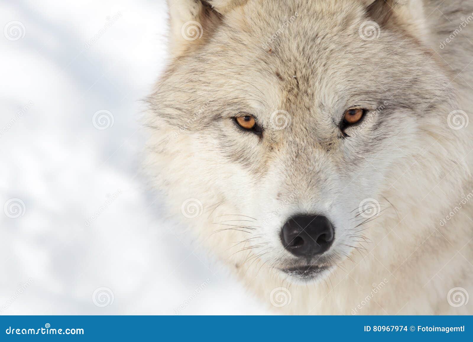 Adult arctic wolf close up stock photo. Image of wolf - 80967974
