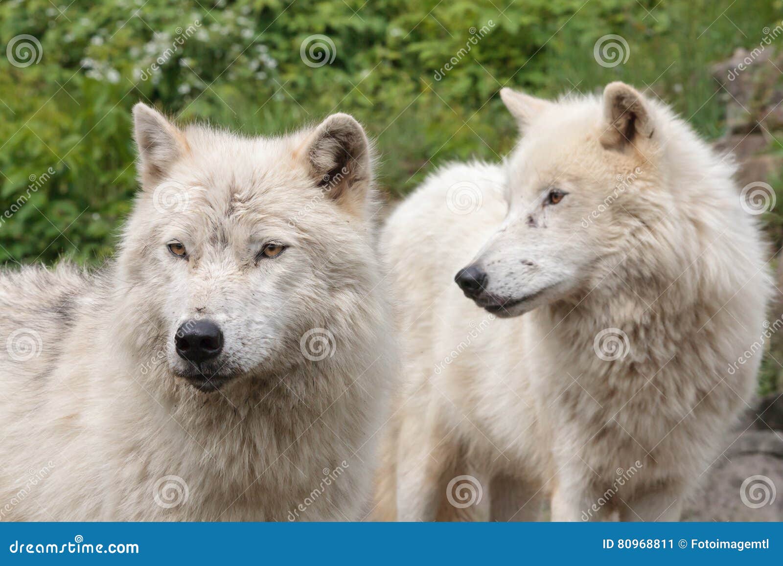 Adult arctic wolves stock image. Image of mammal, summer - 80968811