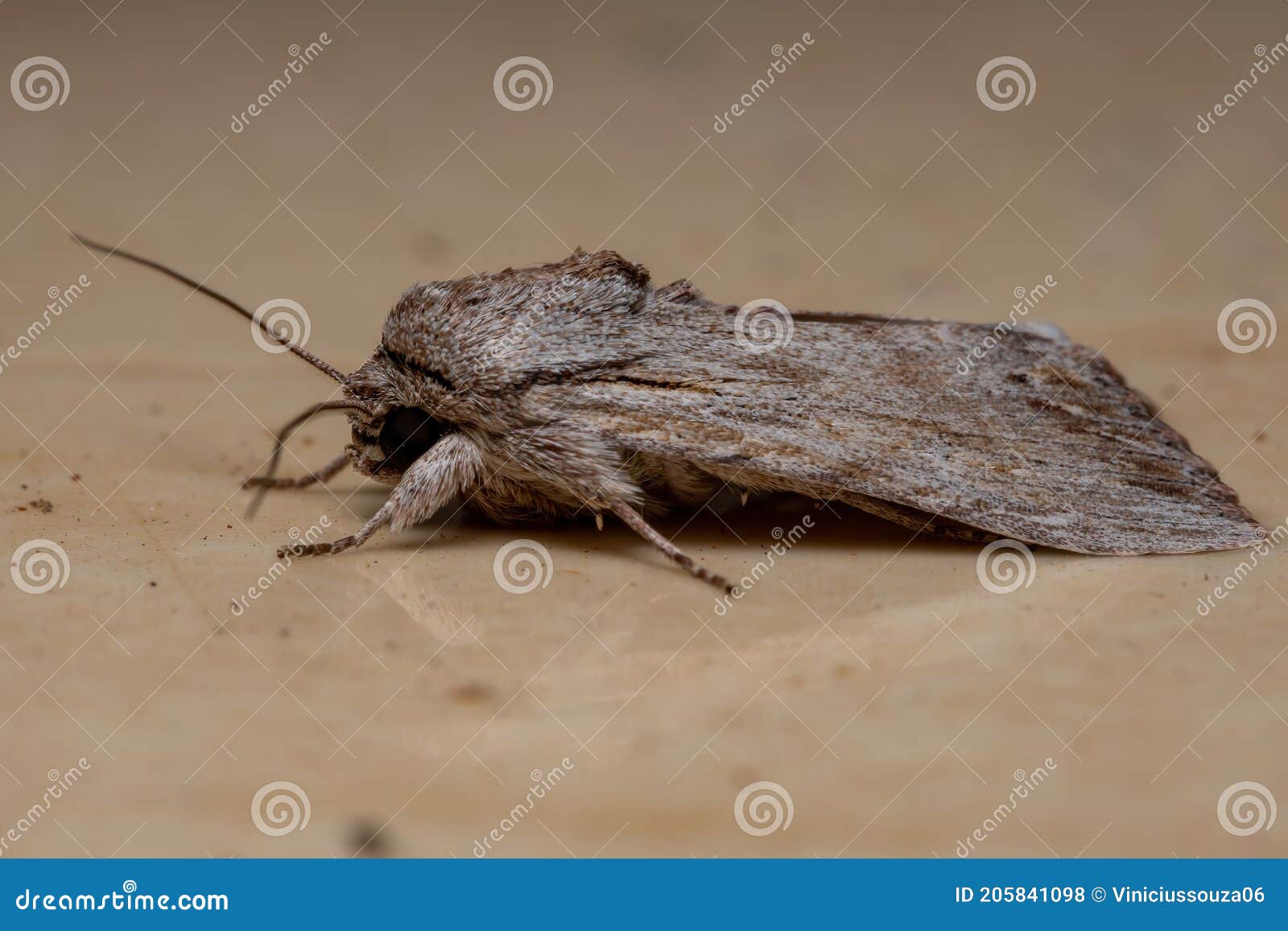 Adult Armyworm Moth stock photo. Image of armyworm, animal - 205841098