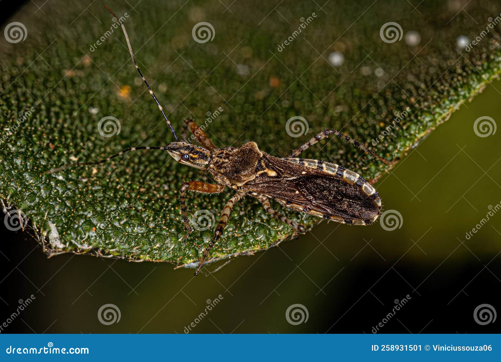Adult Assassin Bug stock image. Image of true, animals - 258931501