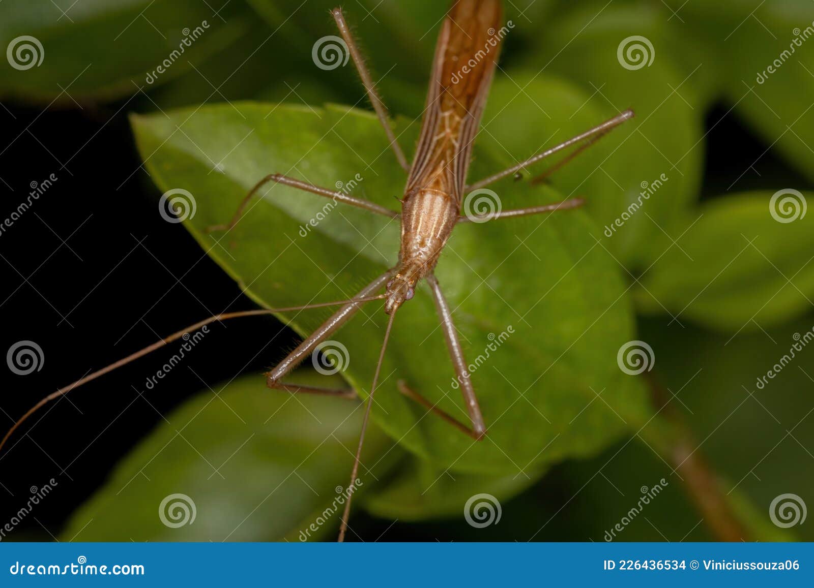 Adult Assassin Bug stock photo. Image of arthropod, wing - 226436534