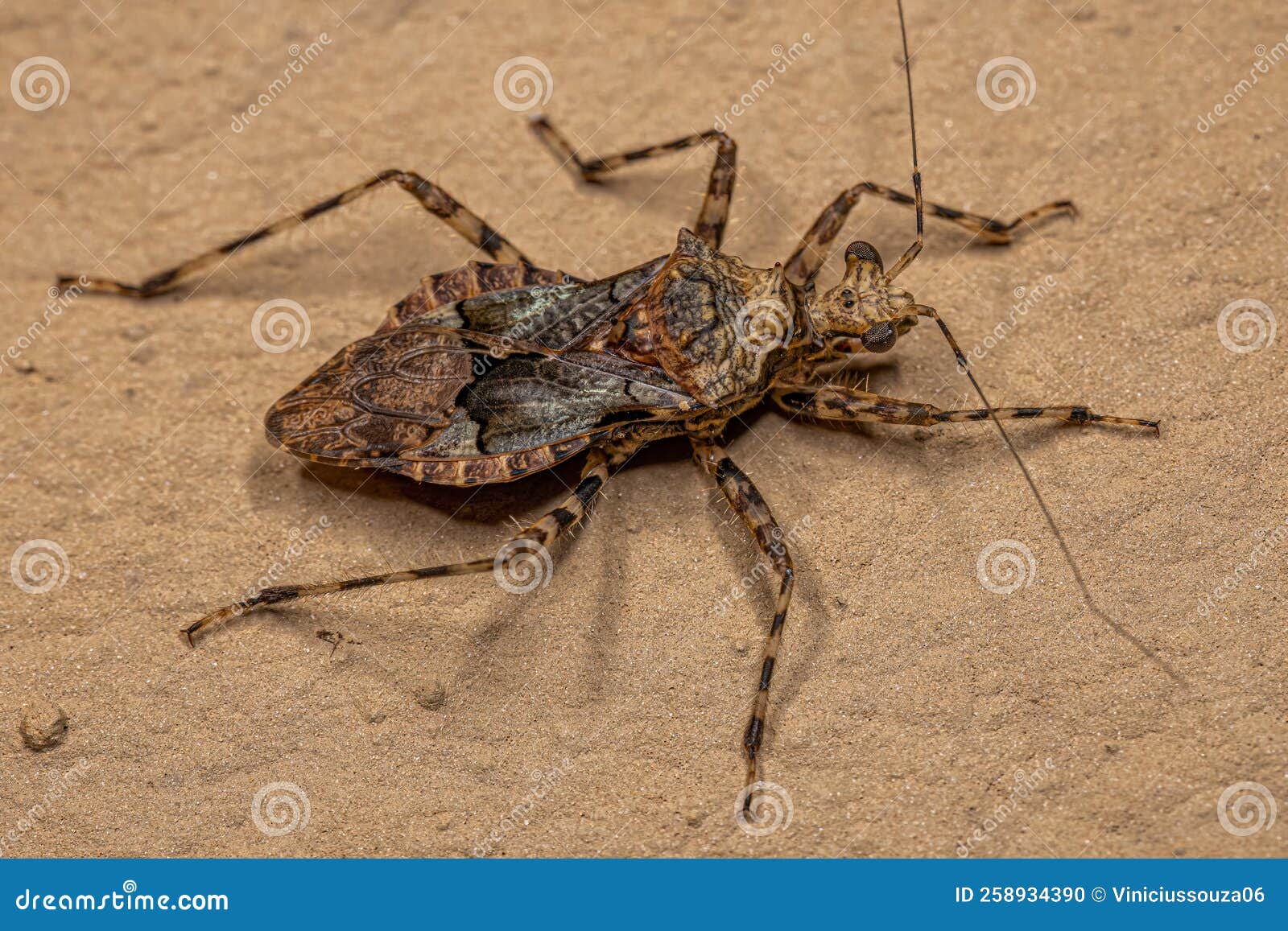 Adult Assassin Bug stock photo. Image of arthropod, reduviidae - 258934390