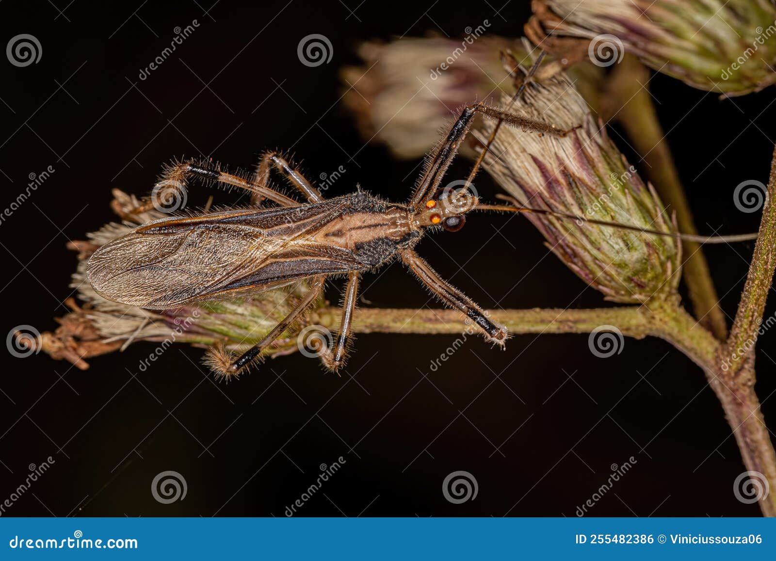 Adult Assassin Bug stock photo. Image of wild, nature - 255482386