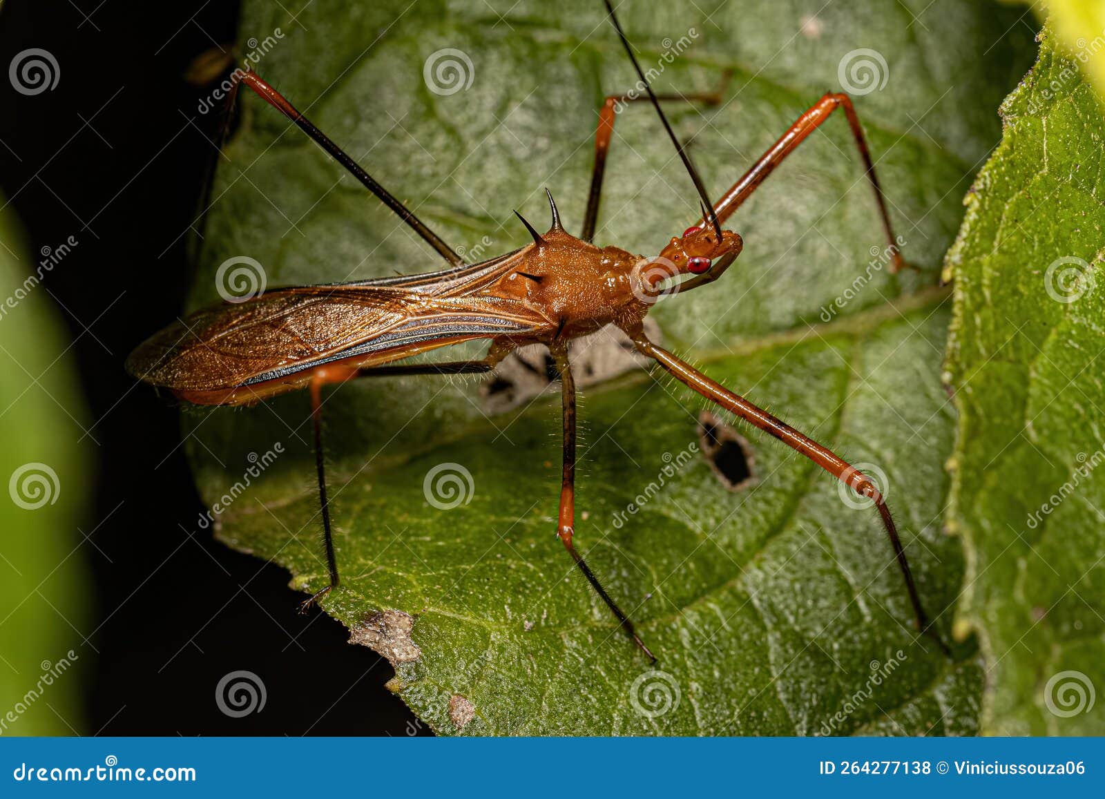 Adult Assassin Bug stock photo. Image of animals, green - 264277138