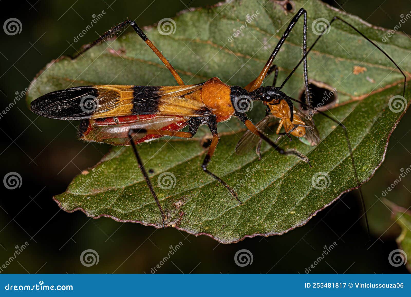 Adult Assassin Bug stock image. Image of predator, entomology - 255481817