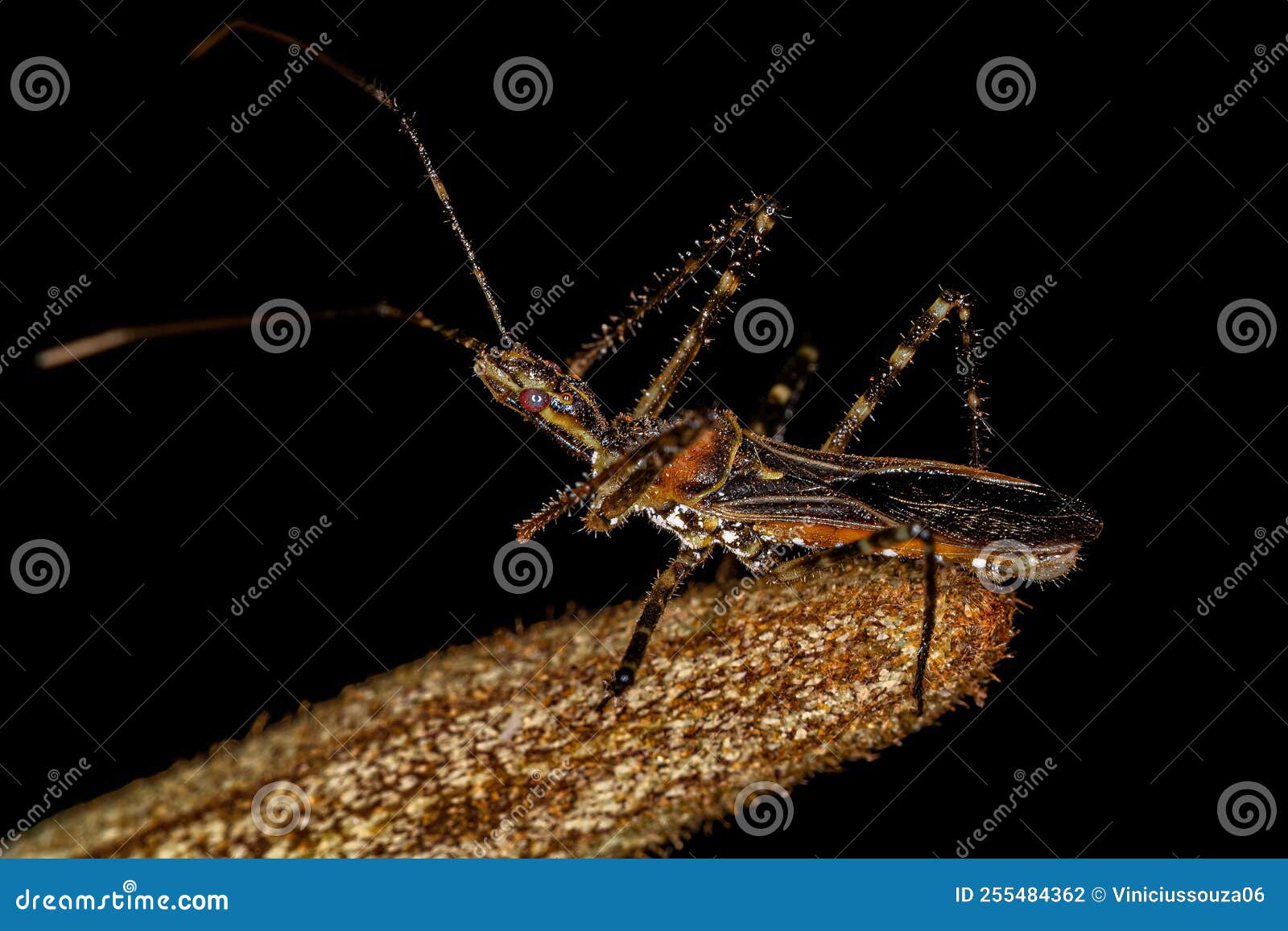 Adult Assassin Bug stock photo. Image of entomology - 255484362