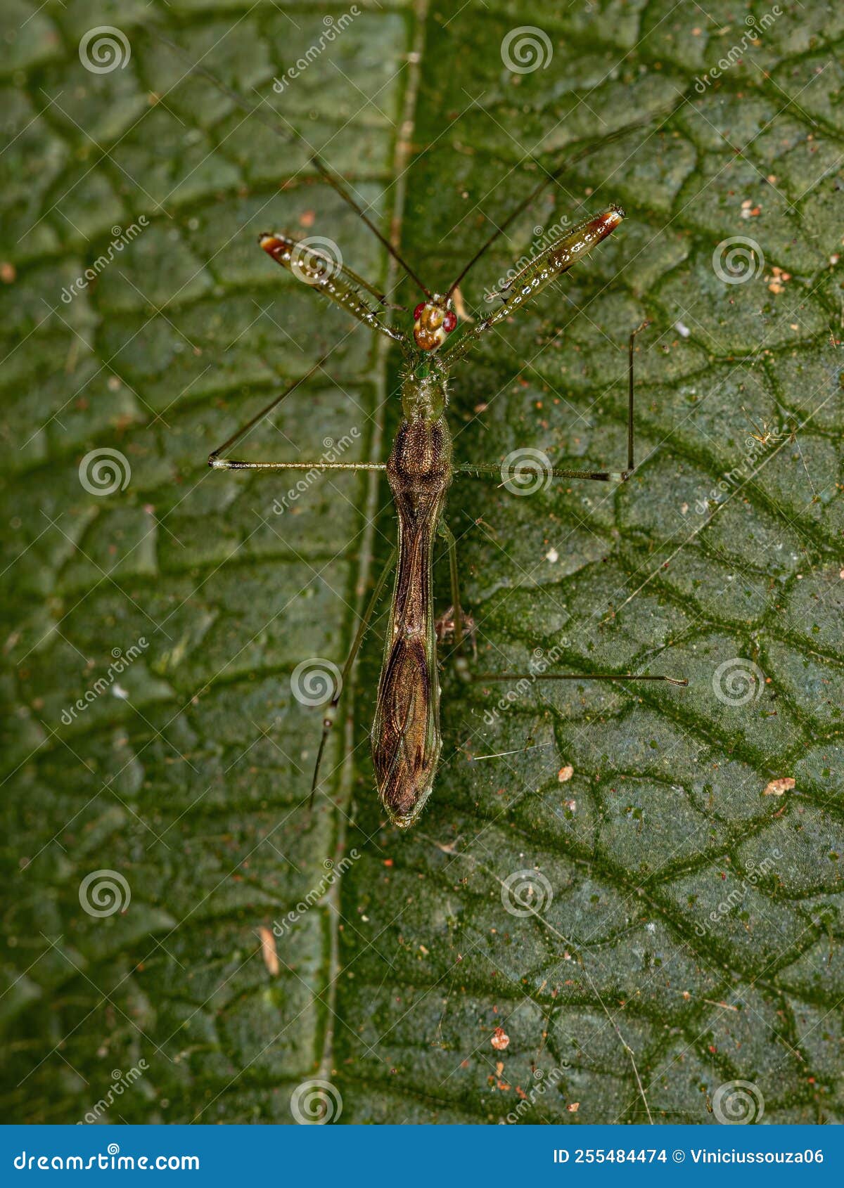 Adult Assassin Bug stock photo. Image of misionensis - 255484474