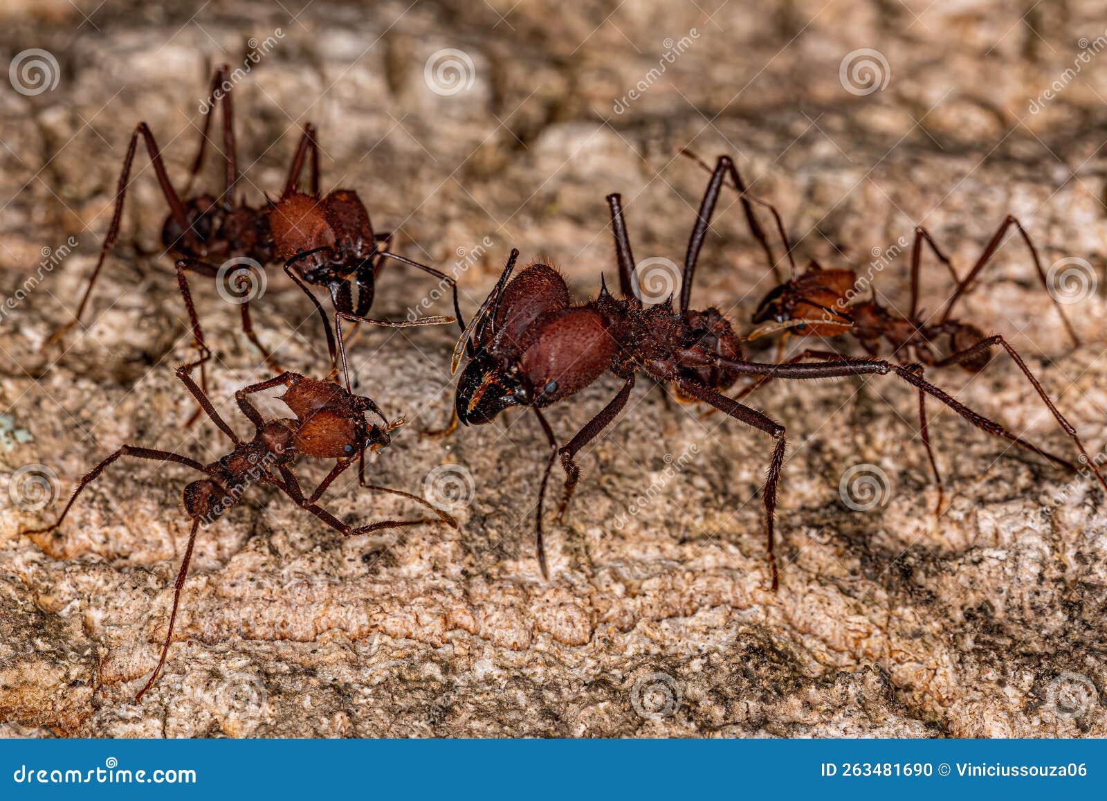 Adult Atta Leaf-cutter Ant stock photo. Image of wildlife - 263481690