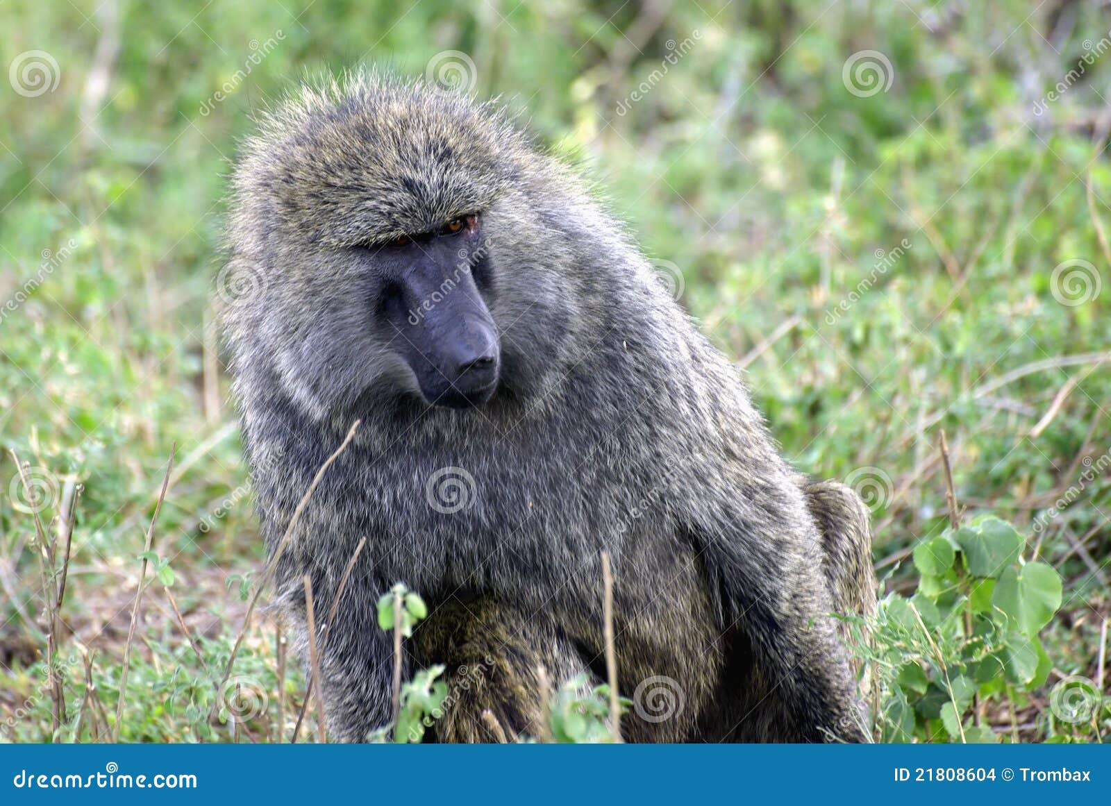 Adult baboon stock photo. Image of nature, wild, tanzanian - 21808604