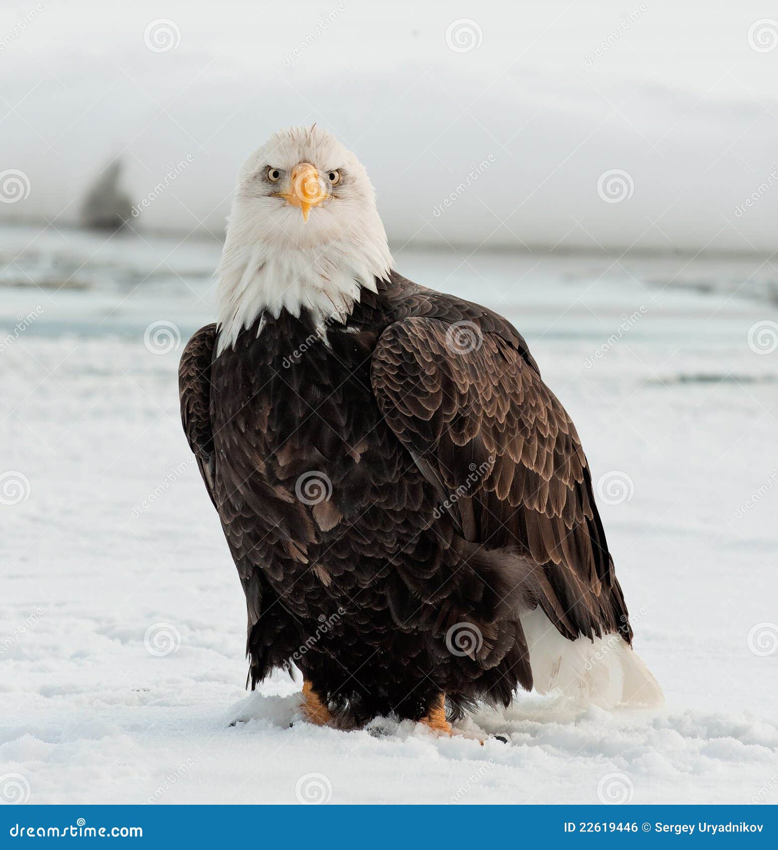 Adult Bald eagle stock photo. Image of fauna, raptor - 22619446