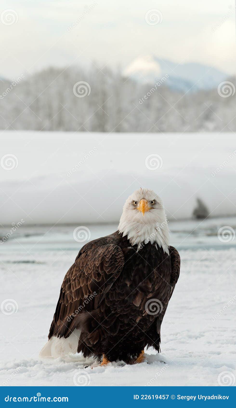 Adult Bald Male Holding Hairbrush, Suffering Alopecia, Looking Up With ...