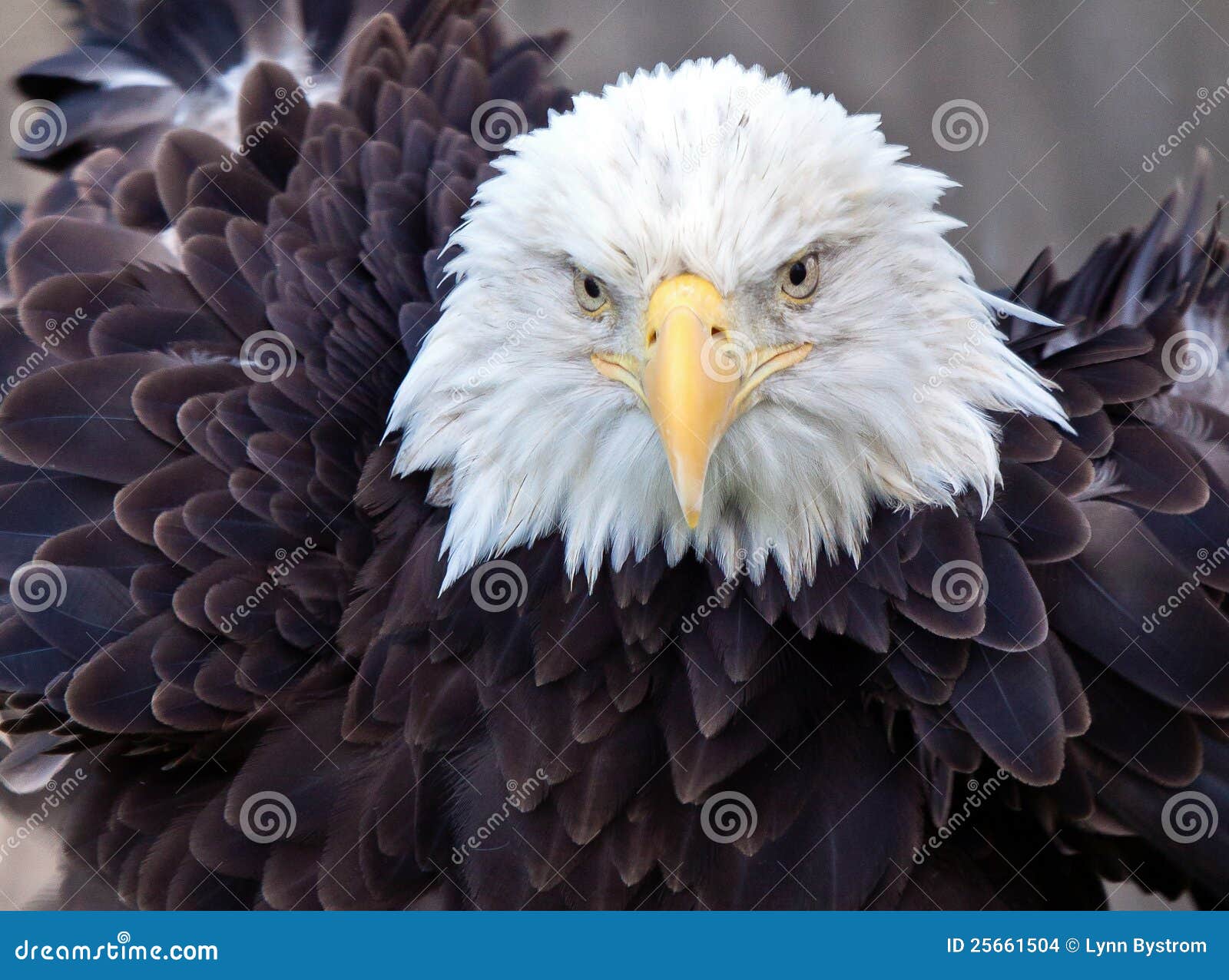 Adult Bald Eagle stock photo. Image of bird, animal, close - 25661504