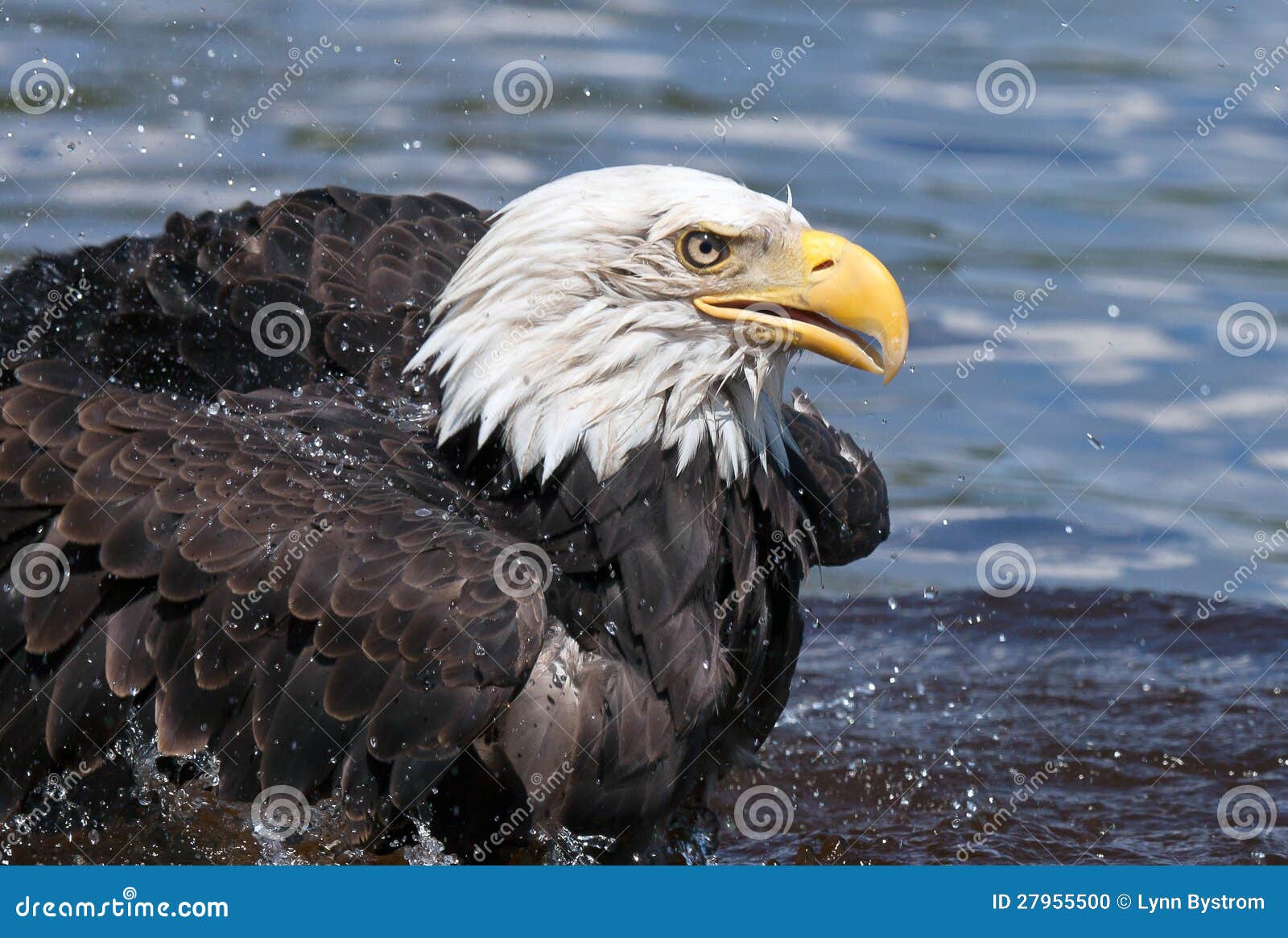 Adult Bald Eagle stock photo. Image of bird, drops, ecosystem - 27955500