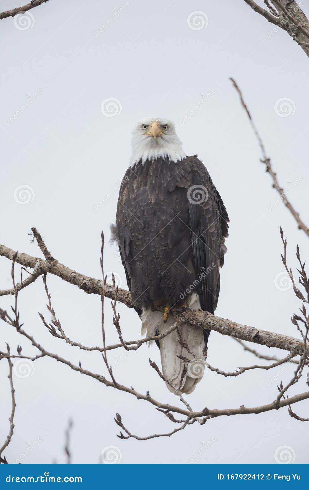 Adult bald eagle stock photo. Image of wildlife, columbia - 167922412
