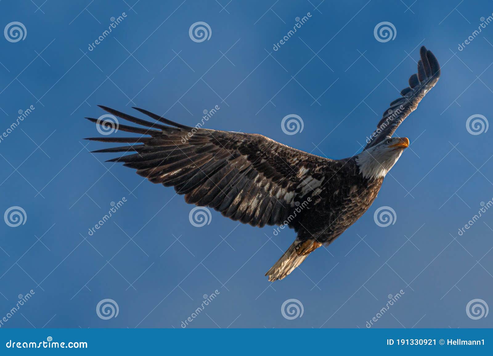 Adult Bald Eagle in Flight stock image. Image of young - 191330921