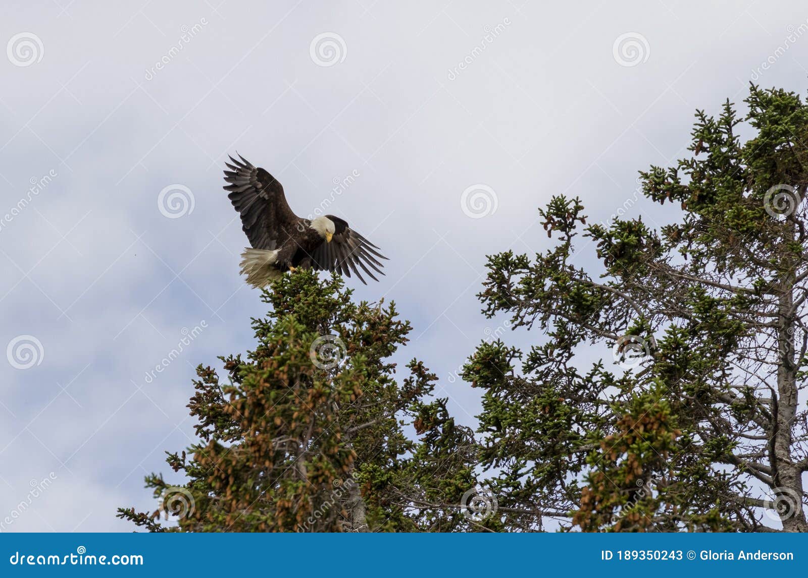 Adult Bald Eagle Landing on a Tree Stock Image - Image of landing ...