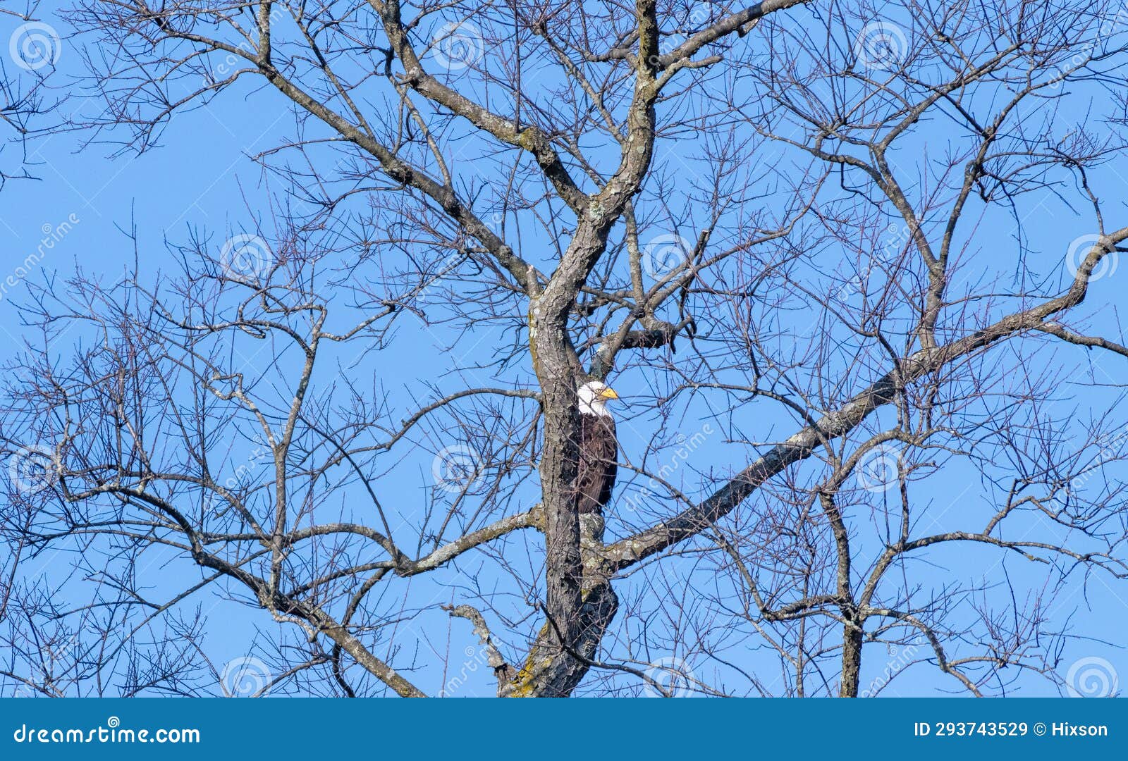 Adult Bald Eagle Perched in Tree Stock Image - Image of trunk, perched ...