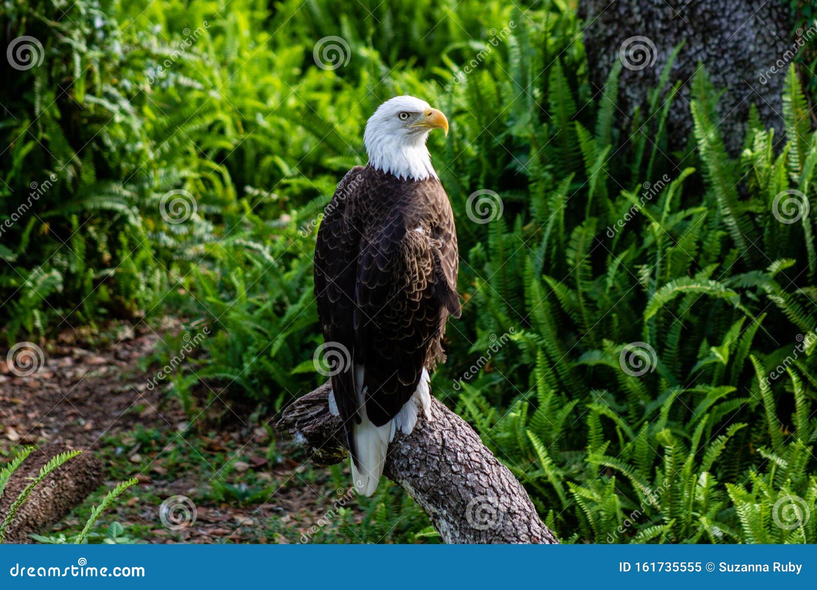 Adult bald eagle stock image. Image of animal, bird - 161735555