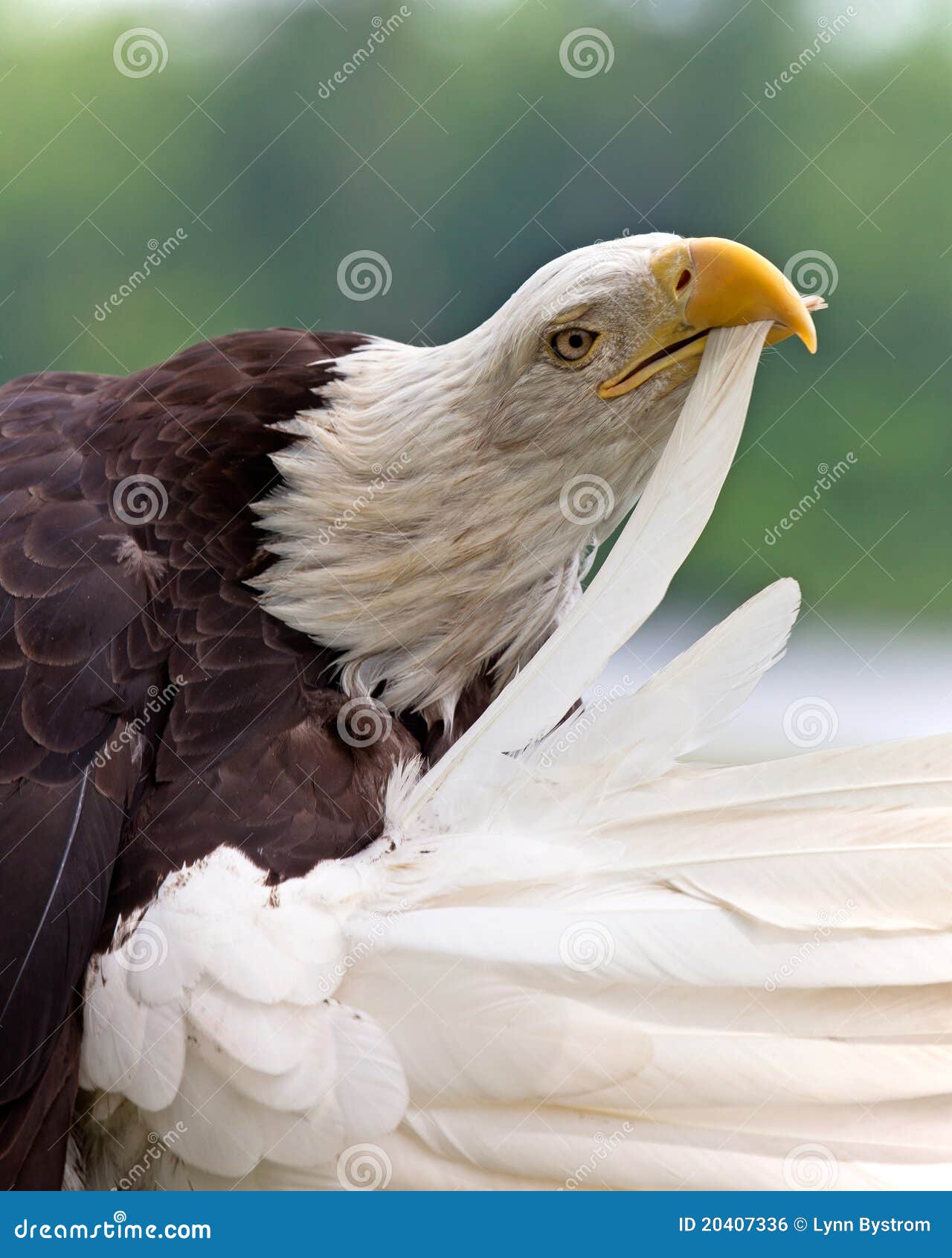 Adult Bald Eagle preening stock photo. Image of freedom - 20407336