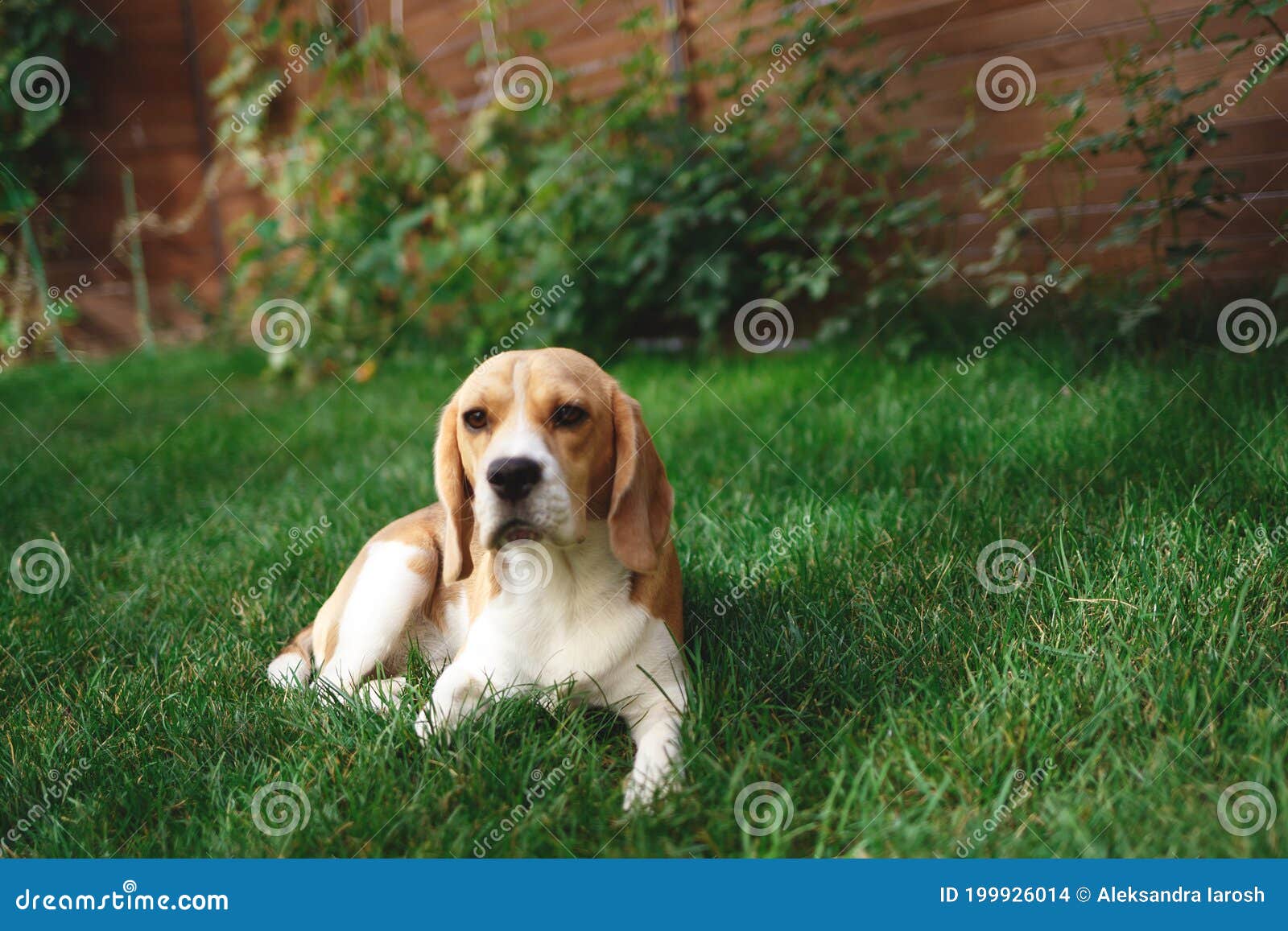 Adult Beagle Playing on the Backyard Lawn Stock Photo - Image of happy ...