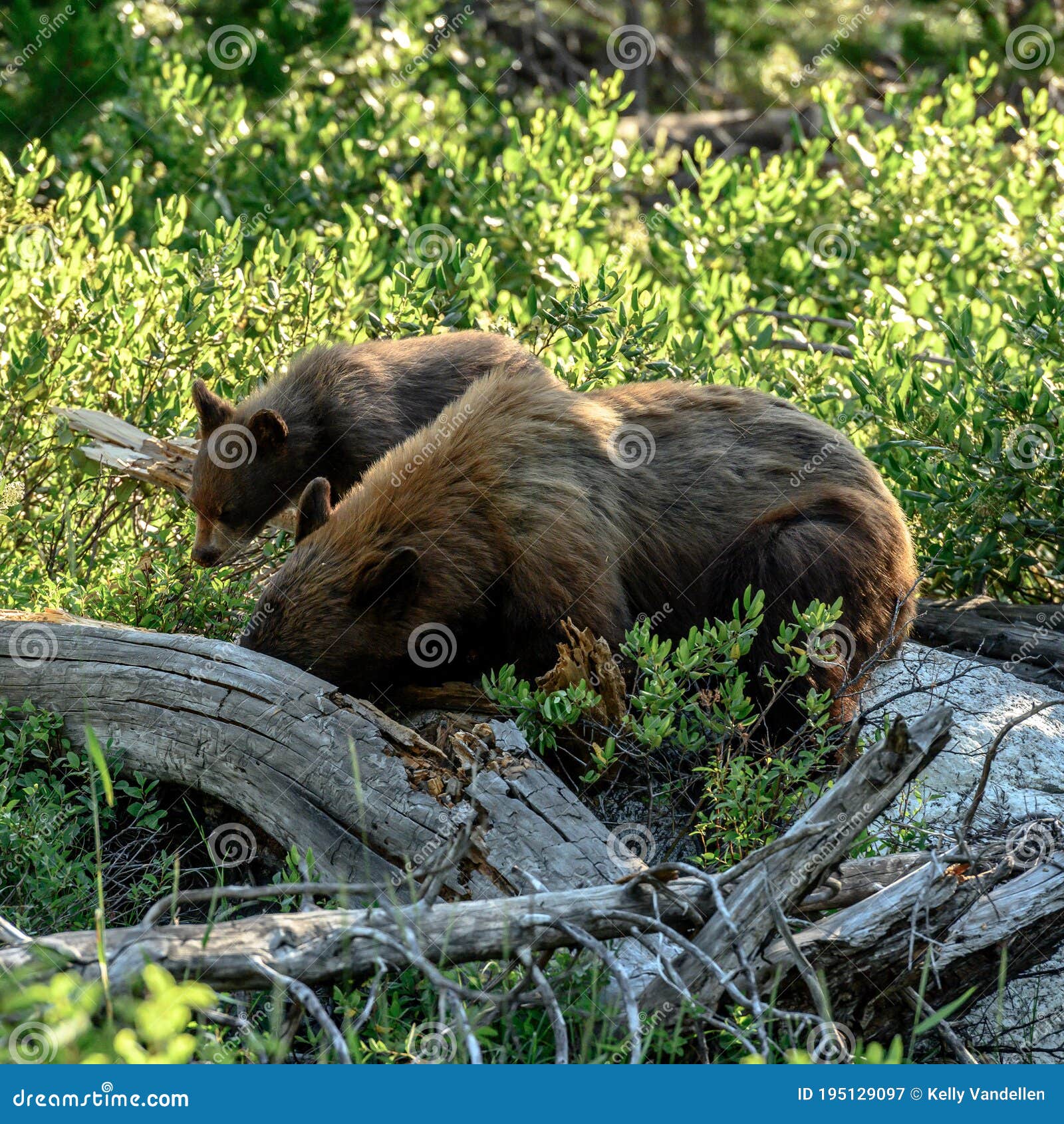Adult Bear and Cub Dig through Dead Tree Stock Image - Image of brown ...