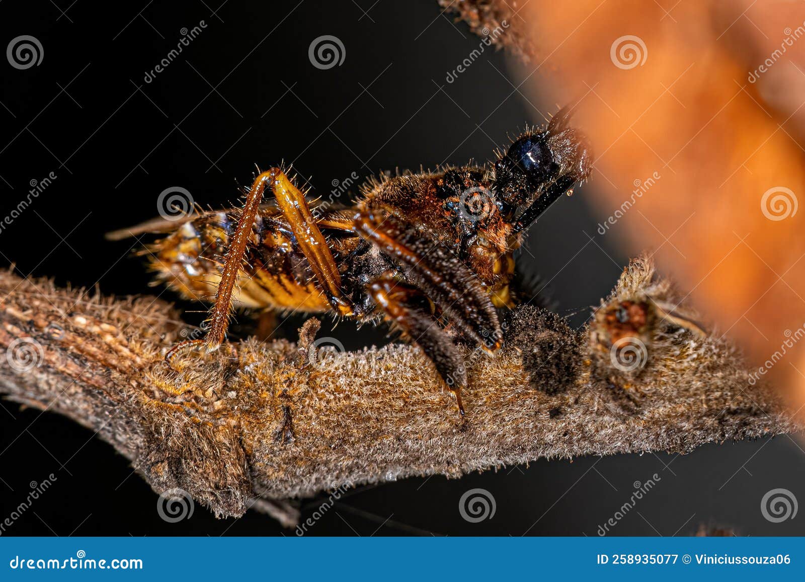 Adult Bee Assassin Bug stock image. Image of isolated - 258935077