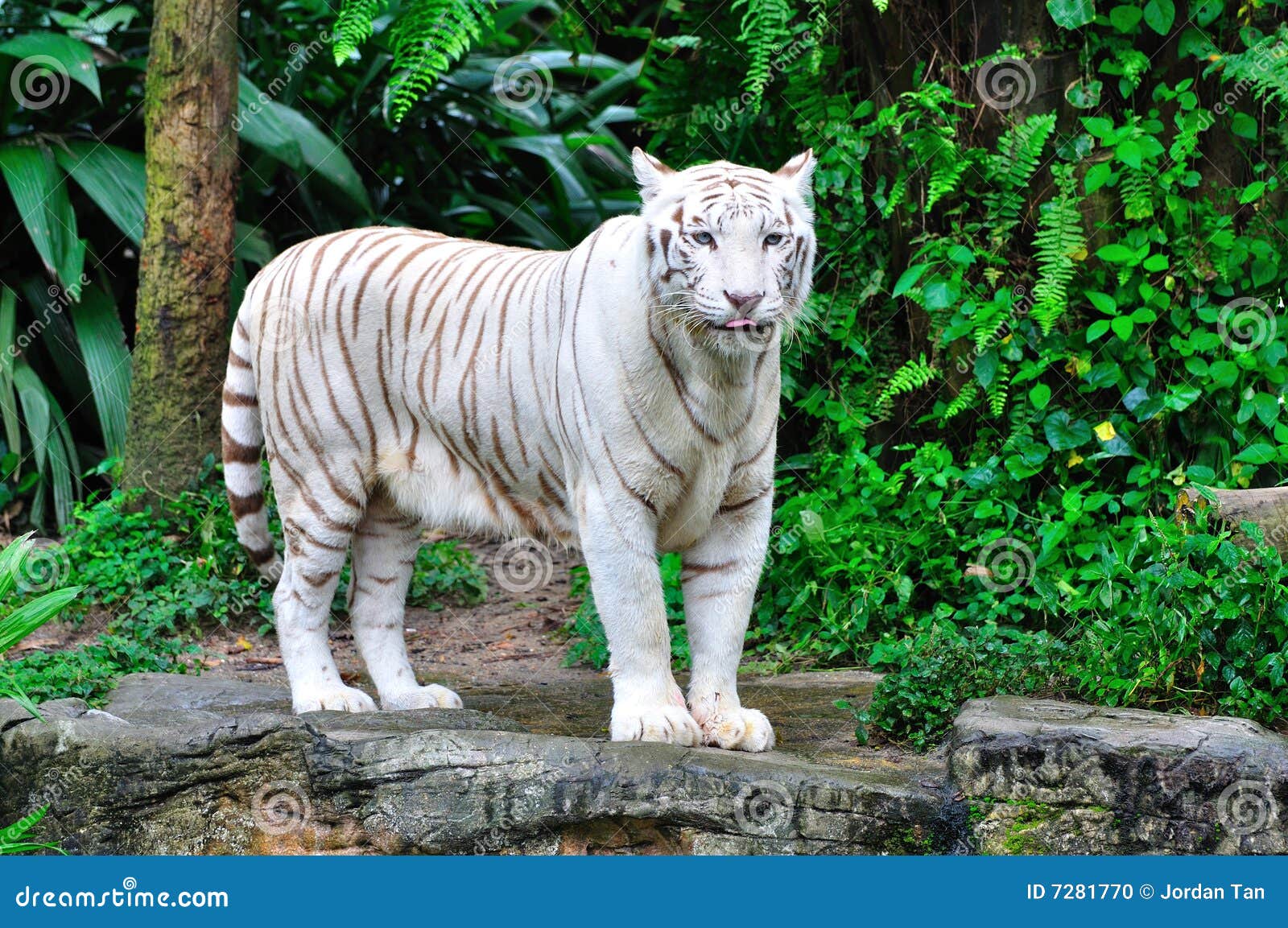 Adult Bengal White Tiger stock photo. Image of mammal - 7281770