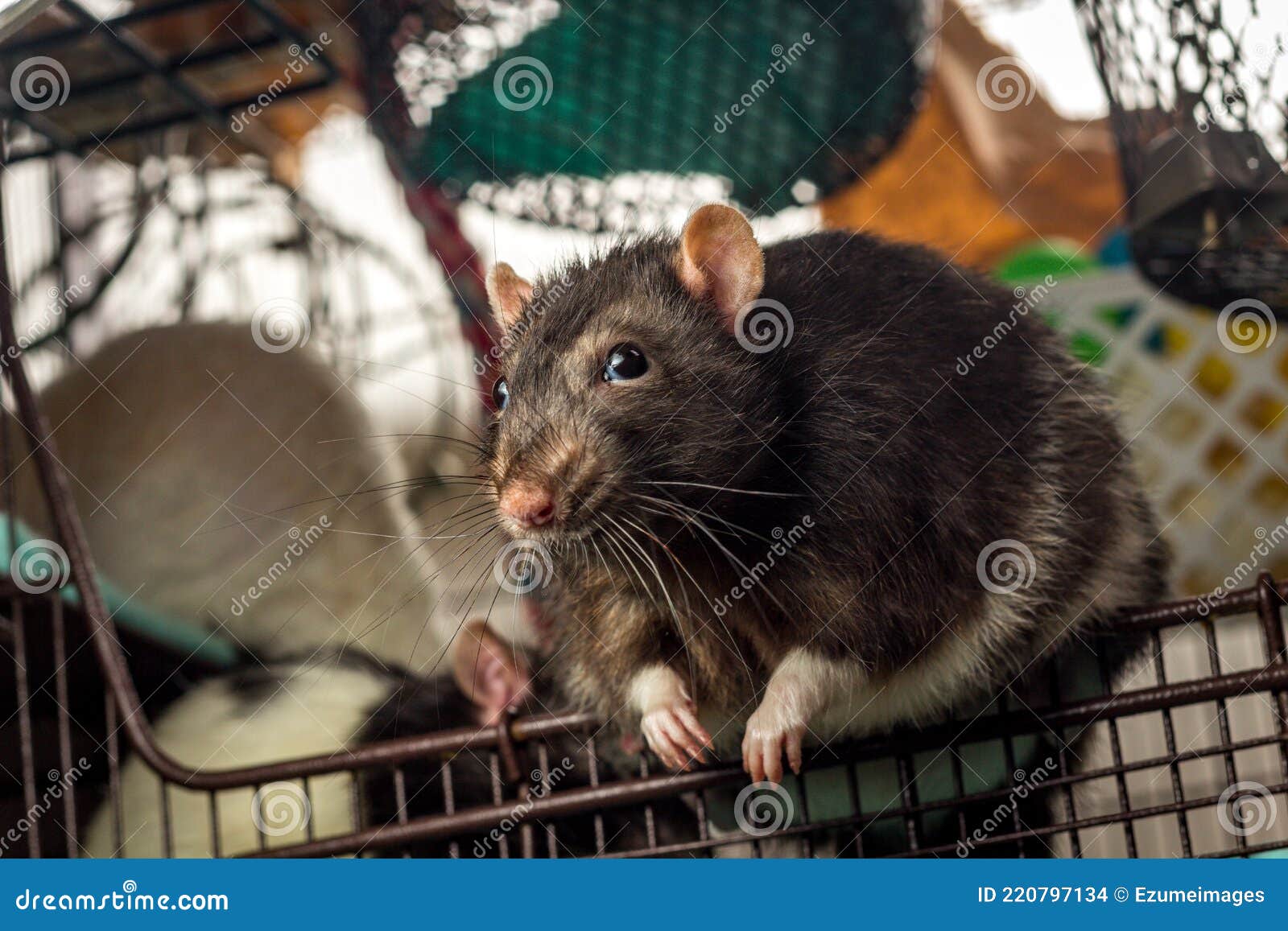 Adult Berkshire Pet Rat stock photo. Image of adult - 220797134