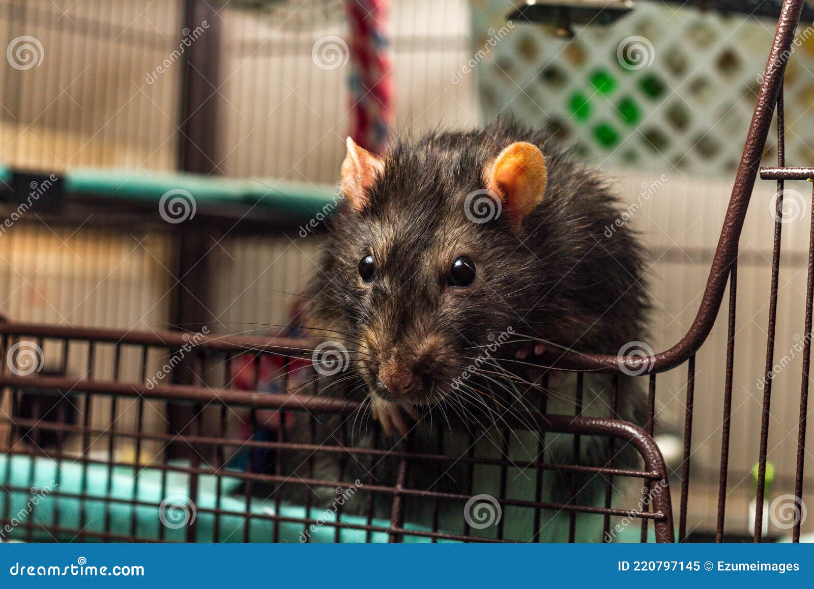Adult Berkshire Pet Rat stock image. Image of norvegicus - 220797145
