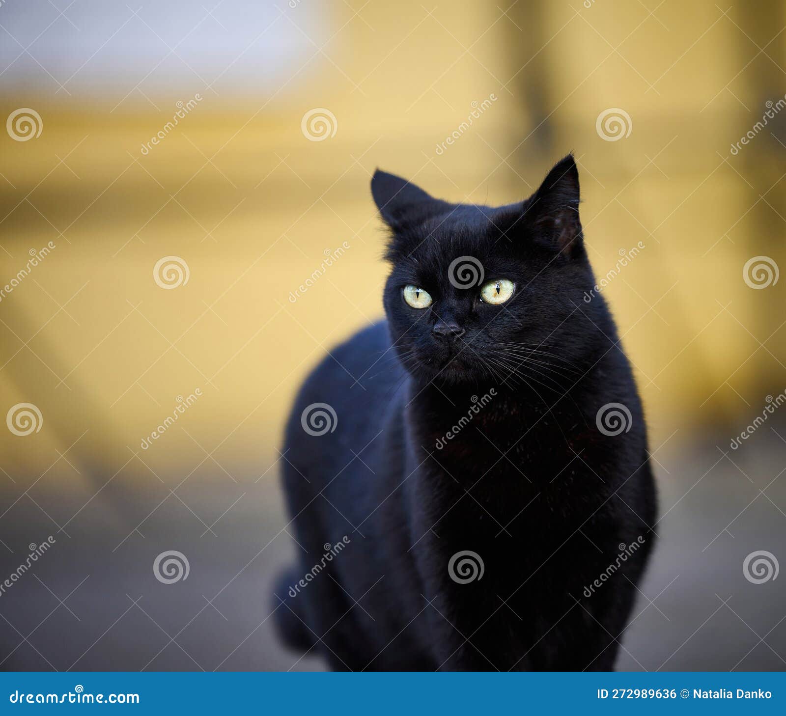 Adult Black Cat is Resting in Nature Stock Photo - Image of idleness ...