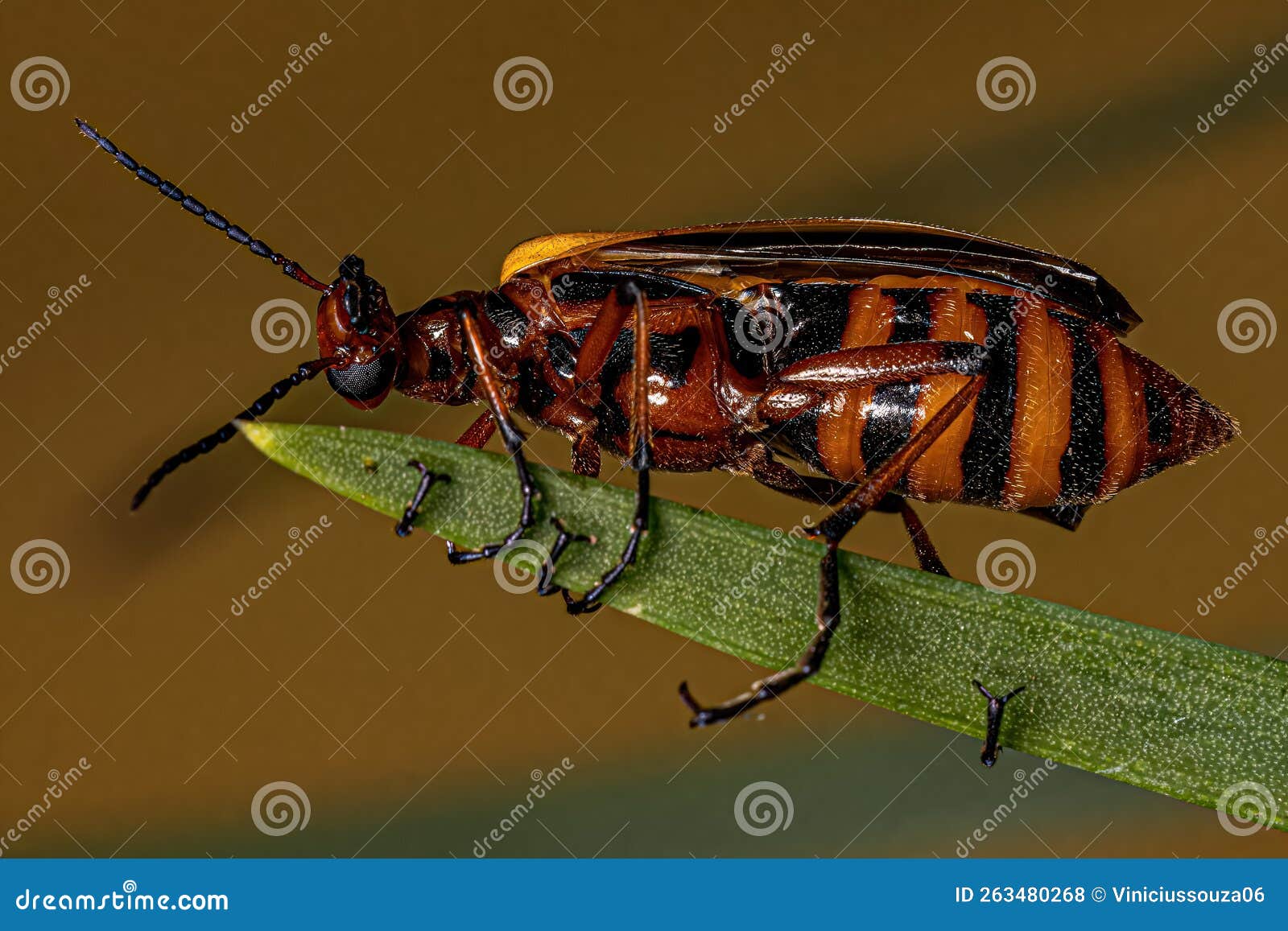 Adult Blister Beetle stock photo. Image of entomology - 263480268