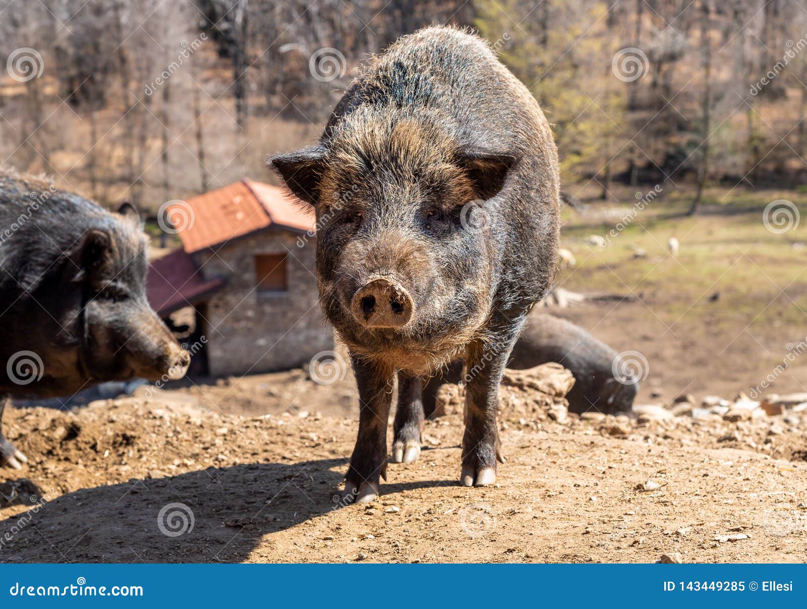 Adult Boar on a Sandy Ground of a Meadow, Looking at the Camera Stock ...