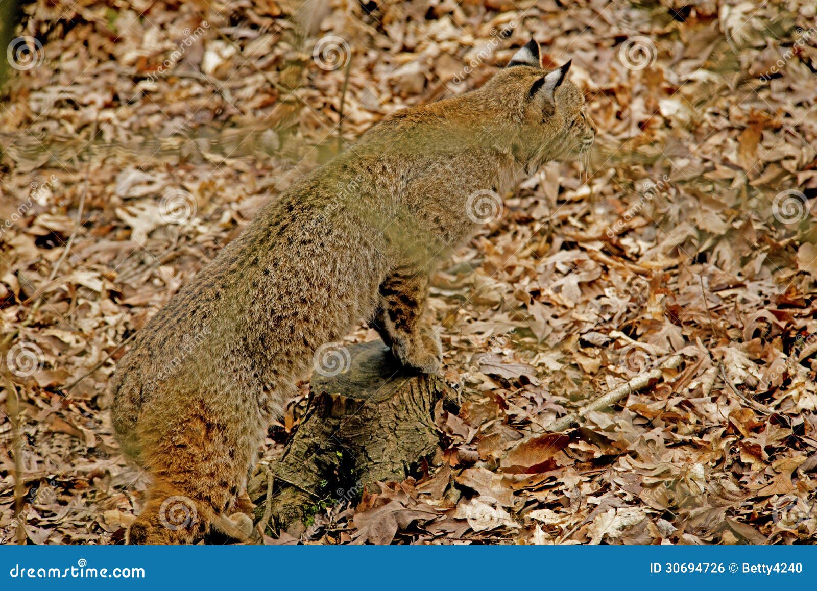 An Adult Bobcat Stalks His Prey. Stock Photo - Image of portrait ...