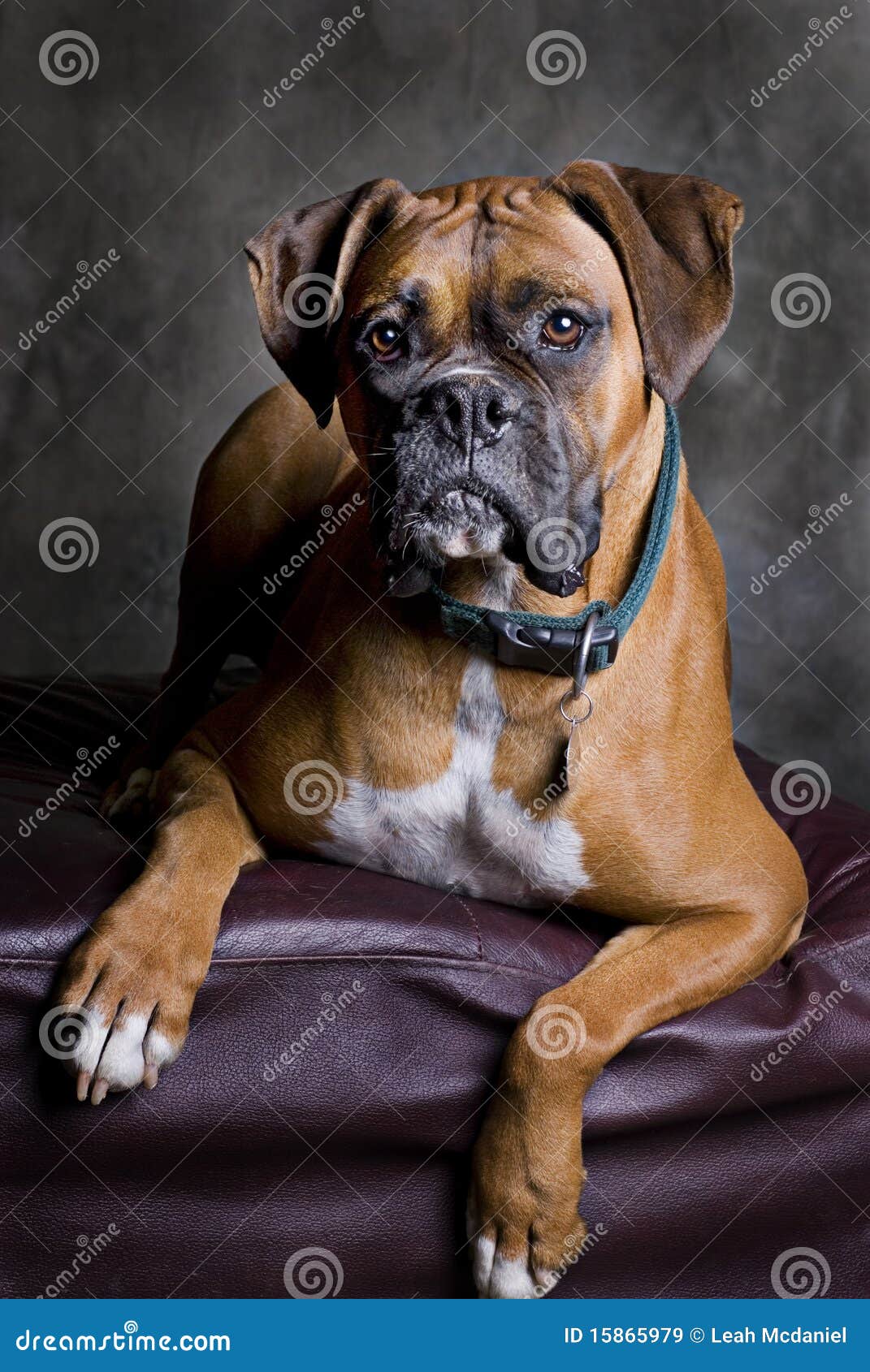 Adult Boxer Portrait stock image. Image of friendly, canine - 15865979