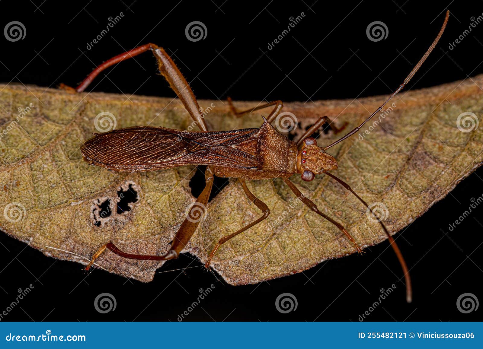 Adult Broad-headed Bug stock image. Image of arthropoda - 255482121