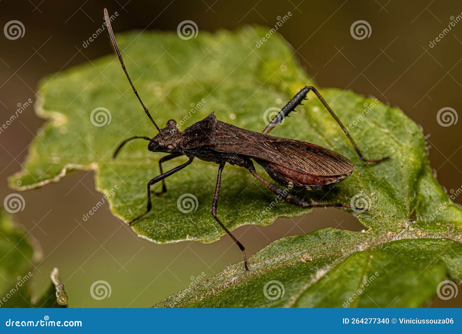 Adult Broad-headed Bug stock photo. Image of heteroptera - 264277340