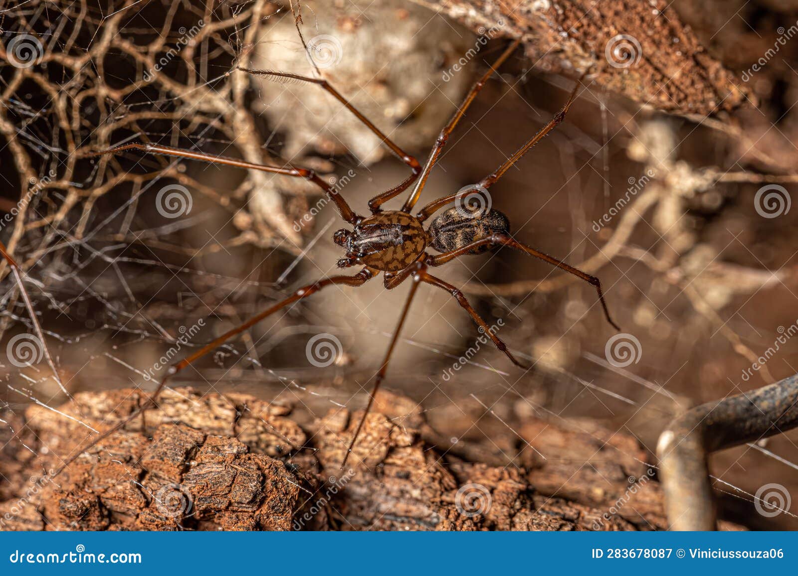 Adult Brown Spitting Spider Stock Image - Image of poisonous, small ...