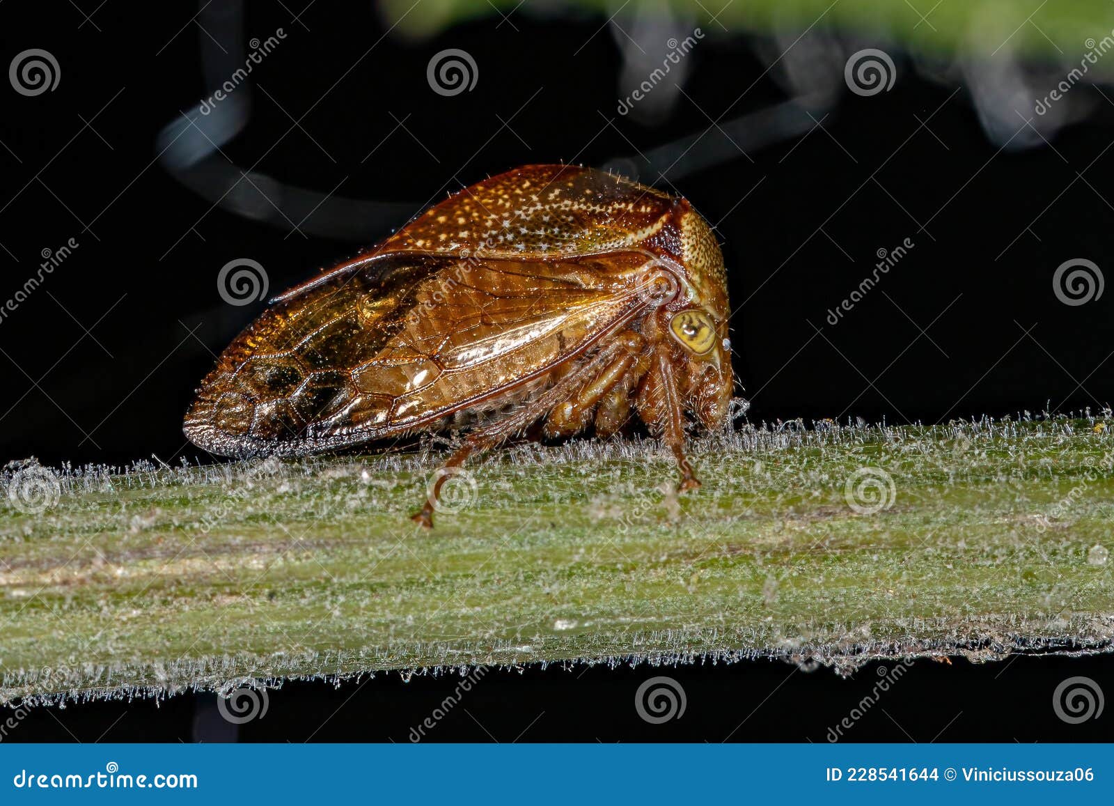 Adult Buffalo Treehopper stock photo. Image of green - 228541644