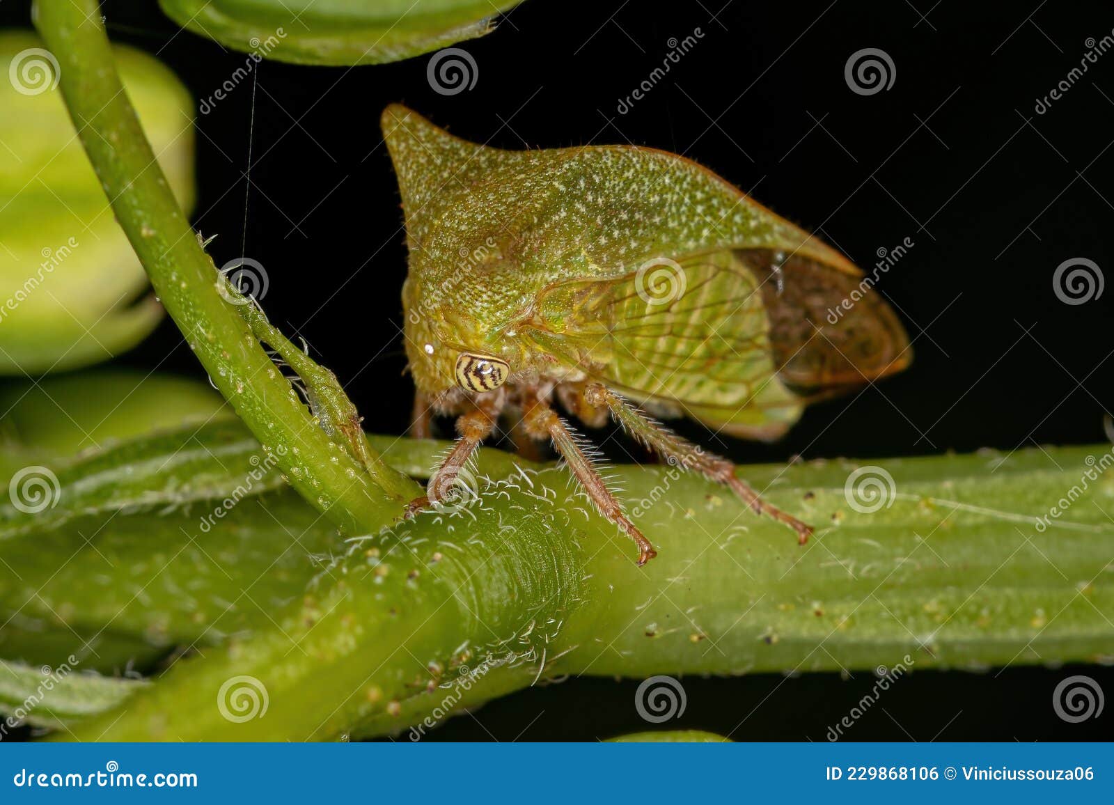 Adult Buffalo Treehopper stock photo. Image of entomology - 229868106