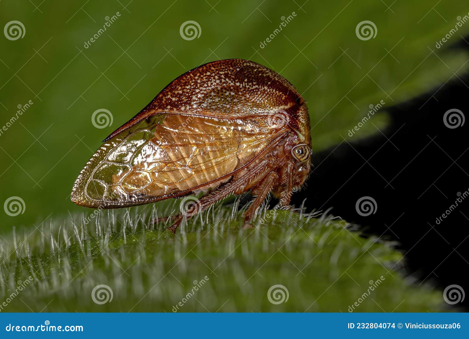 Adult Buffalo Treehopper stock photo. Image of macro - 232804074