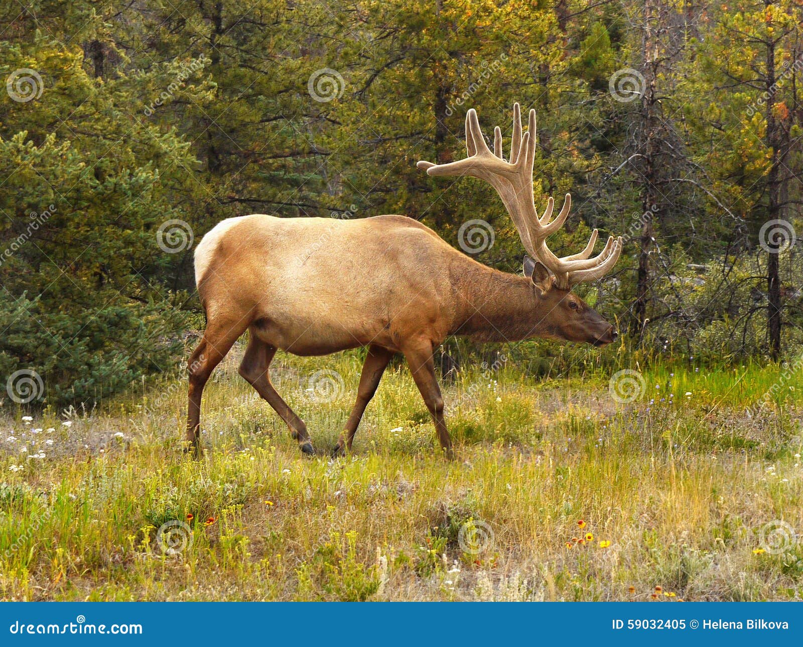 Adult Bull Elk stock image. Image of alberta, horns, nature - 59032405