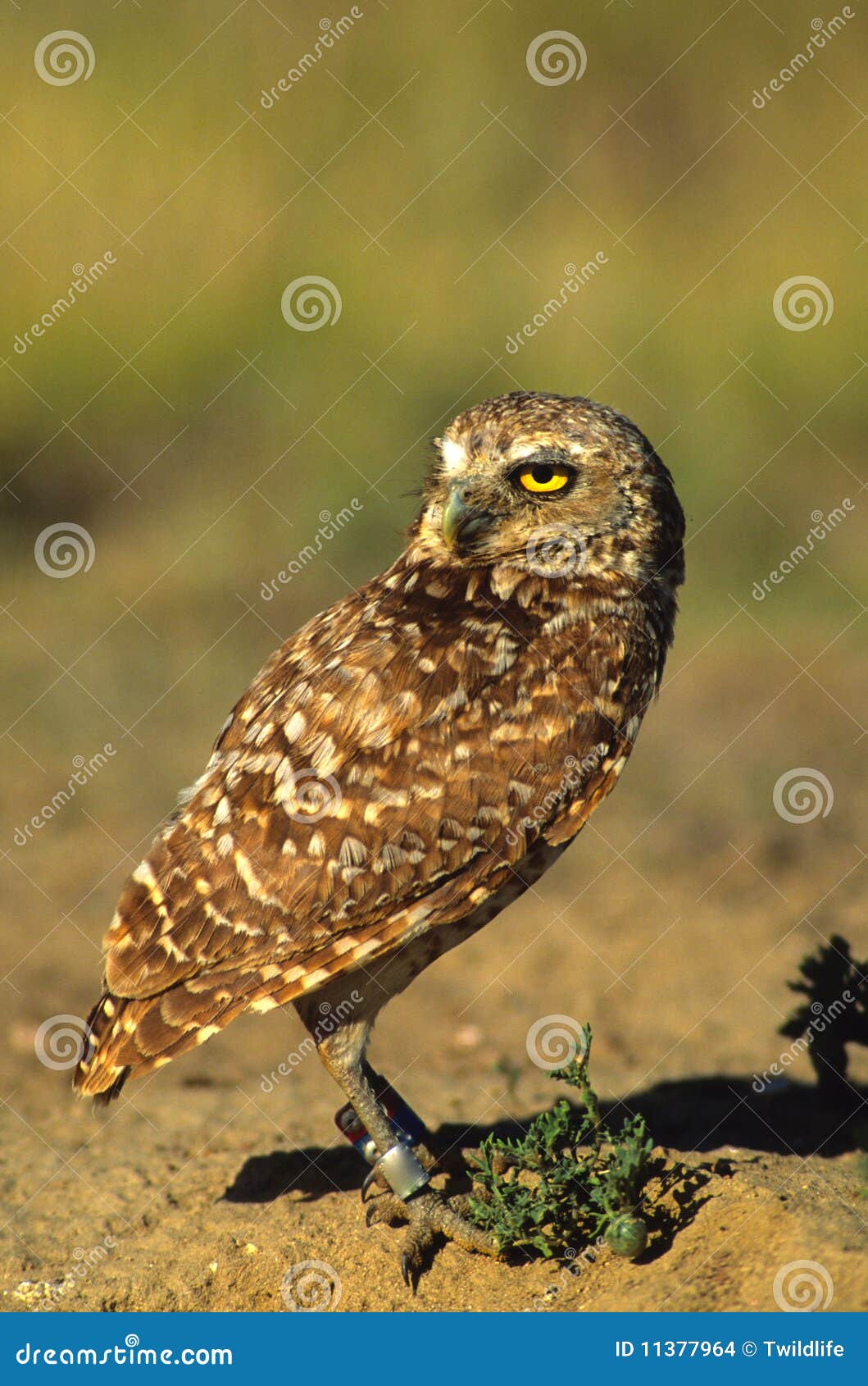 Adult Burrowing Owl stock photo. Image of wildlife, prairie - 11377964
