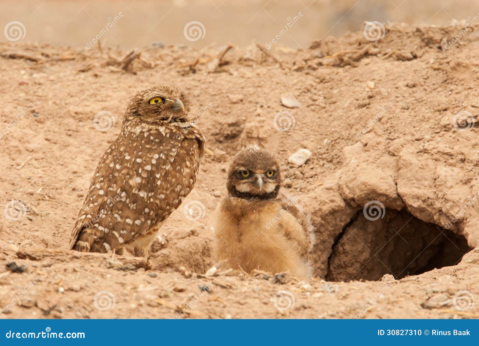 Adult Burrowing Owl with Chick Stock Photo - Image of watch, eyes: 30827310