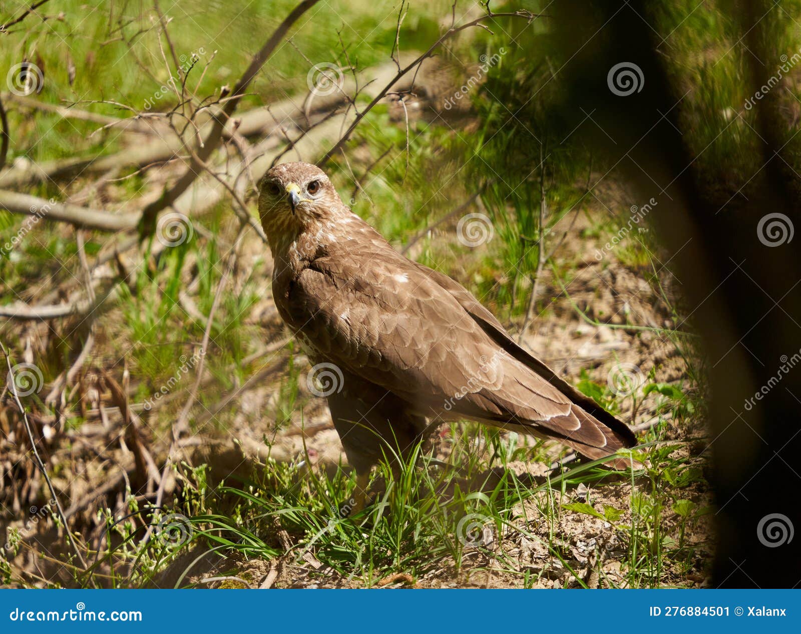 Adult Buzzard on Forest Floor Stock Image - Image of majestic, feather ...