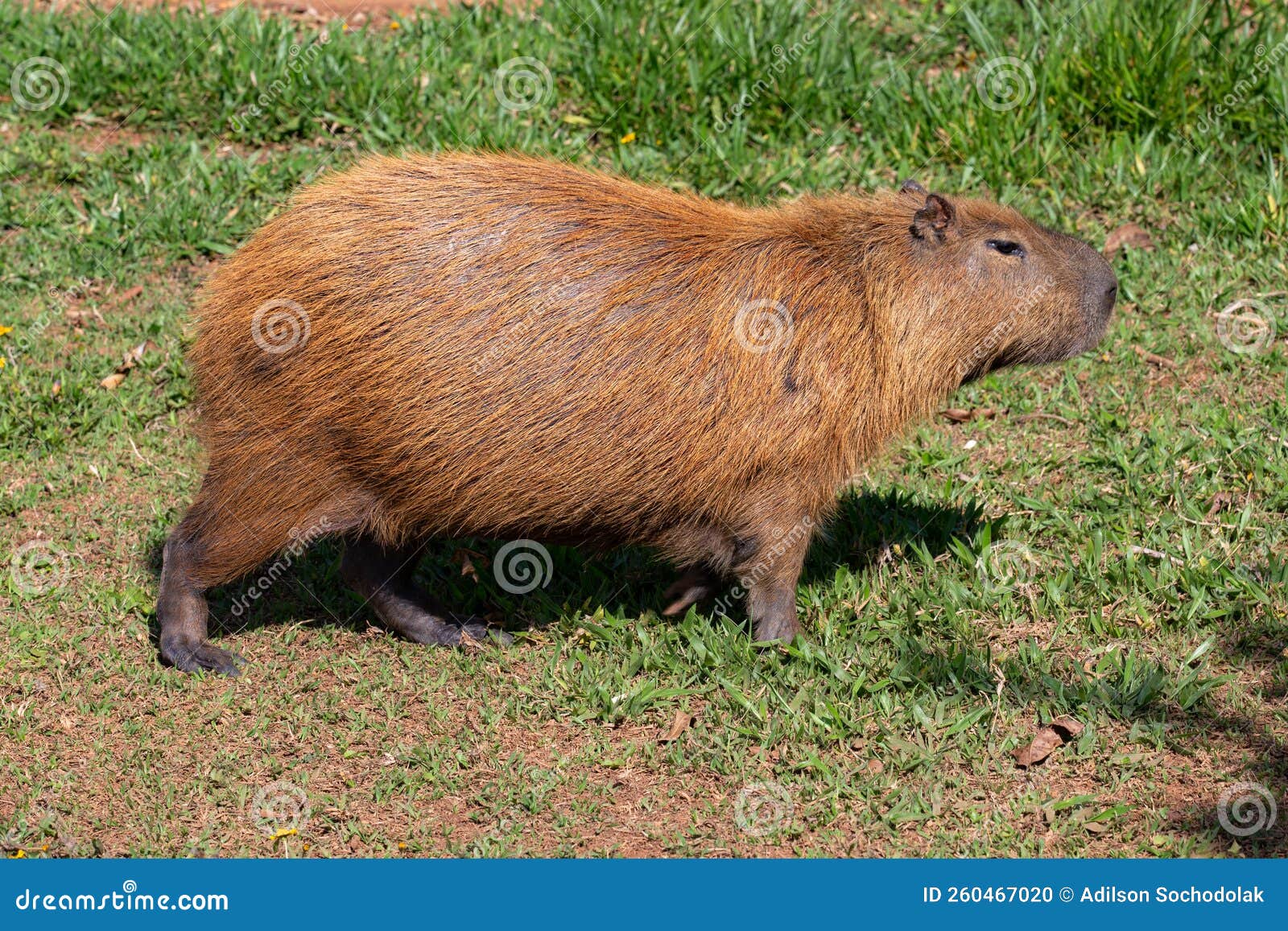 Adult Capybara in Portrait Walking through the Grass in Selective Focus ...