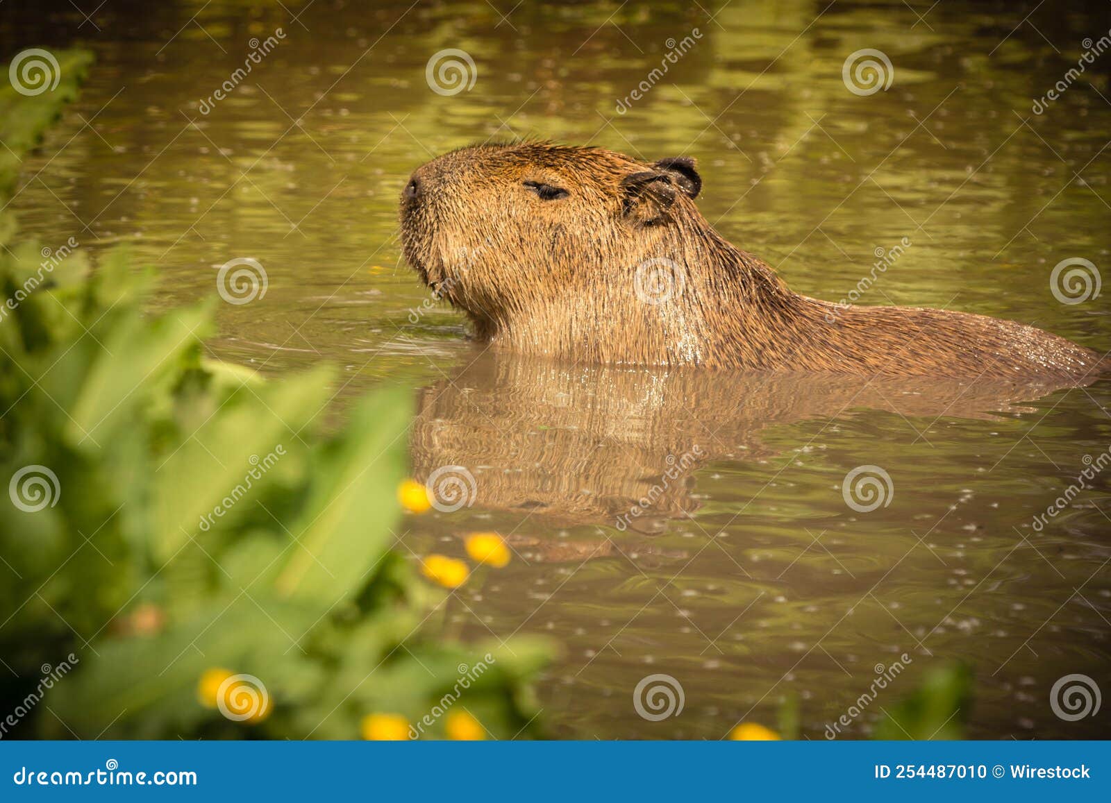 Adult Capybara Swimming in a River Stock Photo - Image of small, river ...