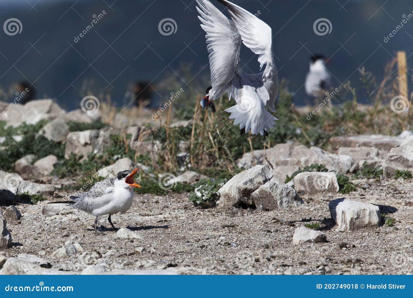 Adult Caspian Tern, Hydroprogne Caspia, with Fish for Young Stock Photo ...