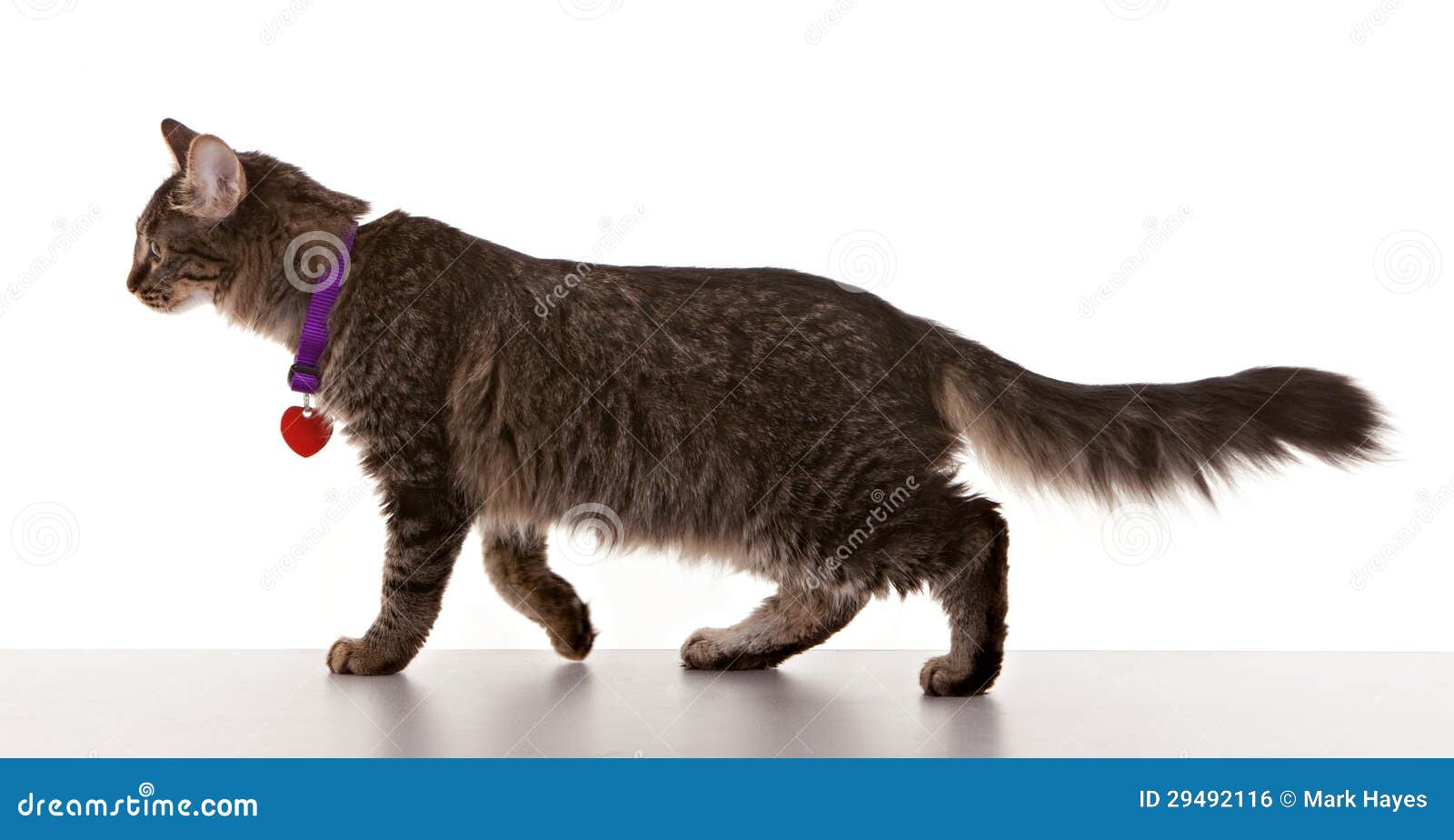Adult Cat stock photo. Image of animal, humane, background - 29492116